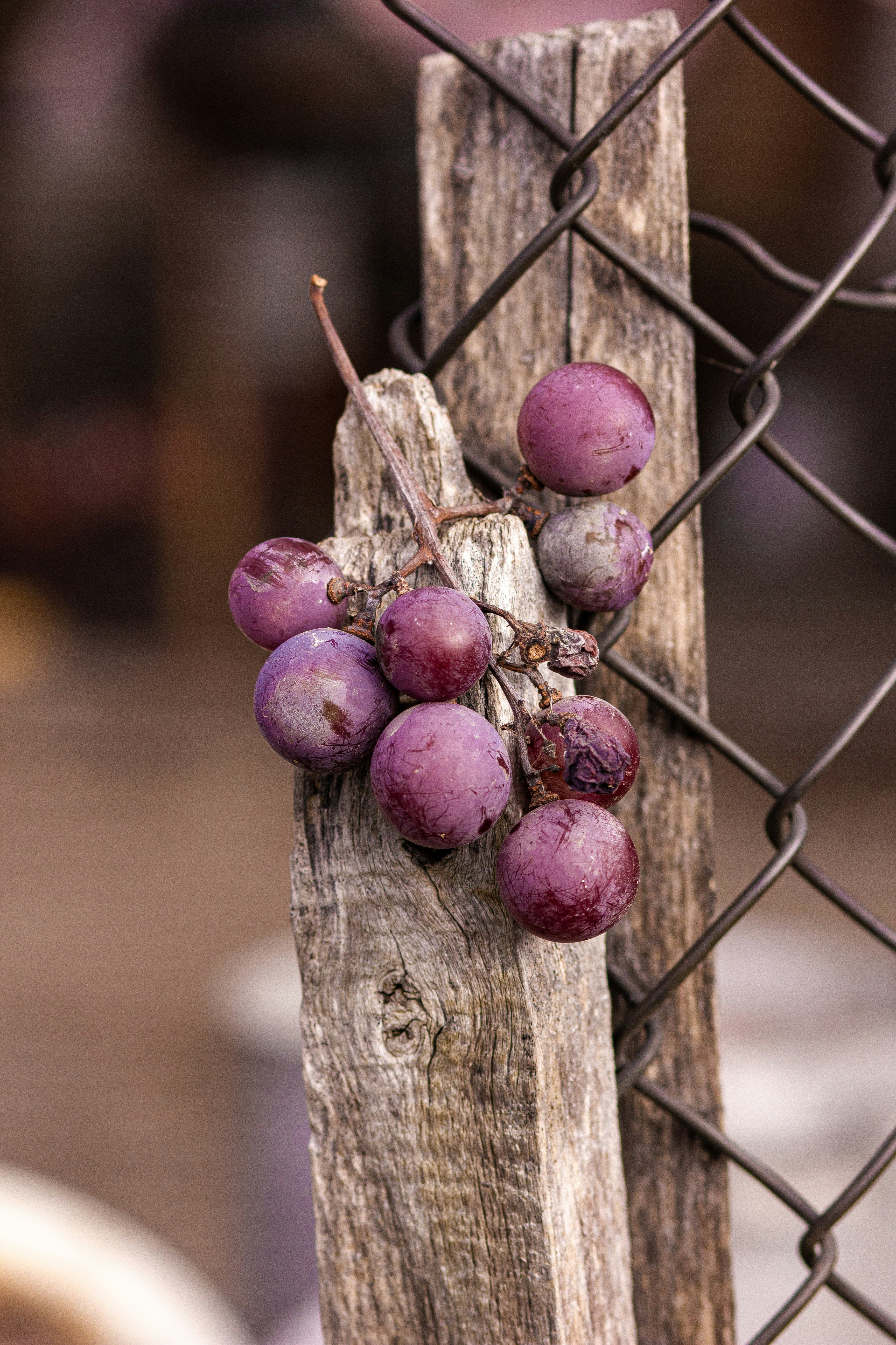 Purple Clusters Clinging to Weathered Wood by Chain-Link