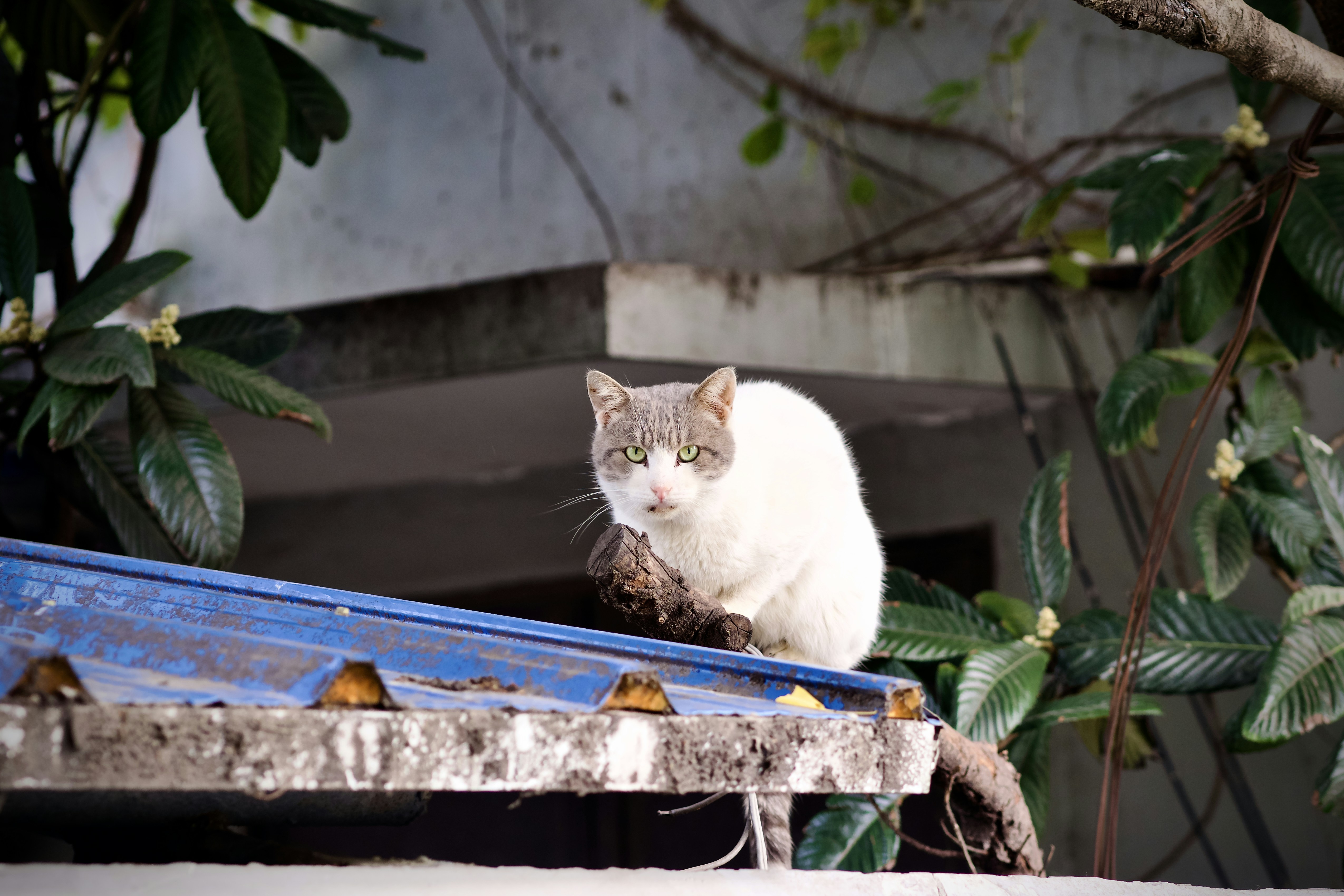 A white cat perched on a blue rooftop, surveying its surroundings amidst lush green leaves.