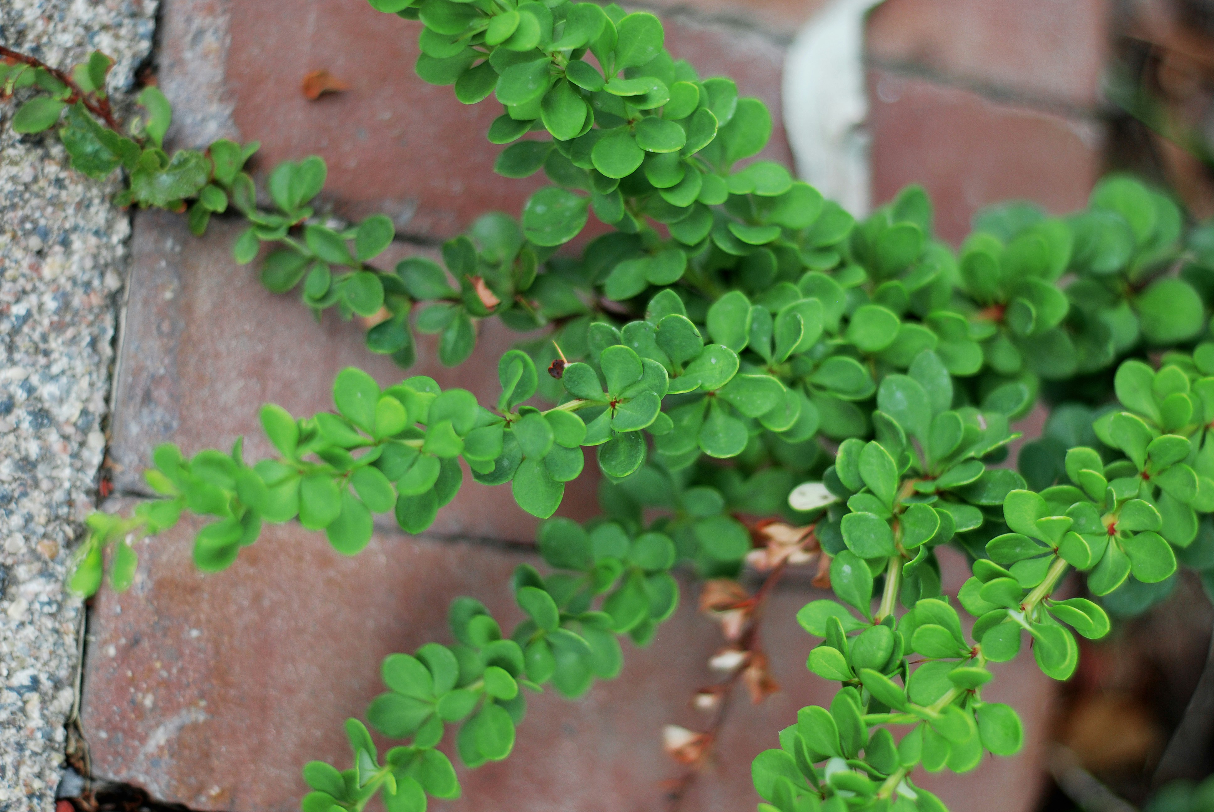 A group of green plants photo – Free Russia Image on Unsplash