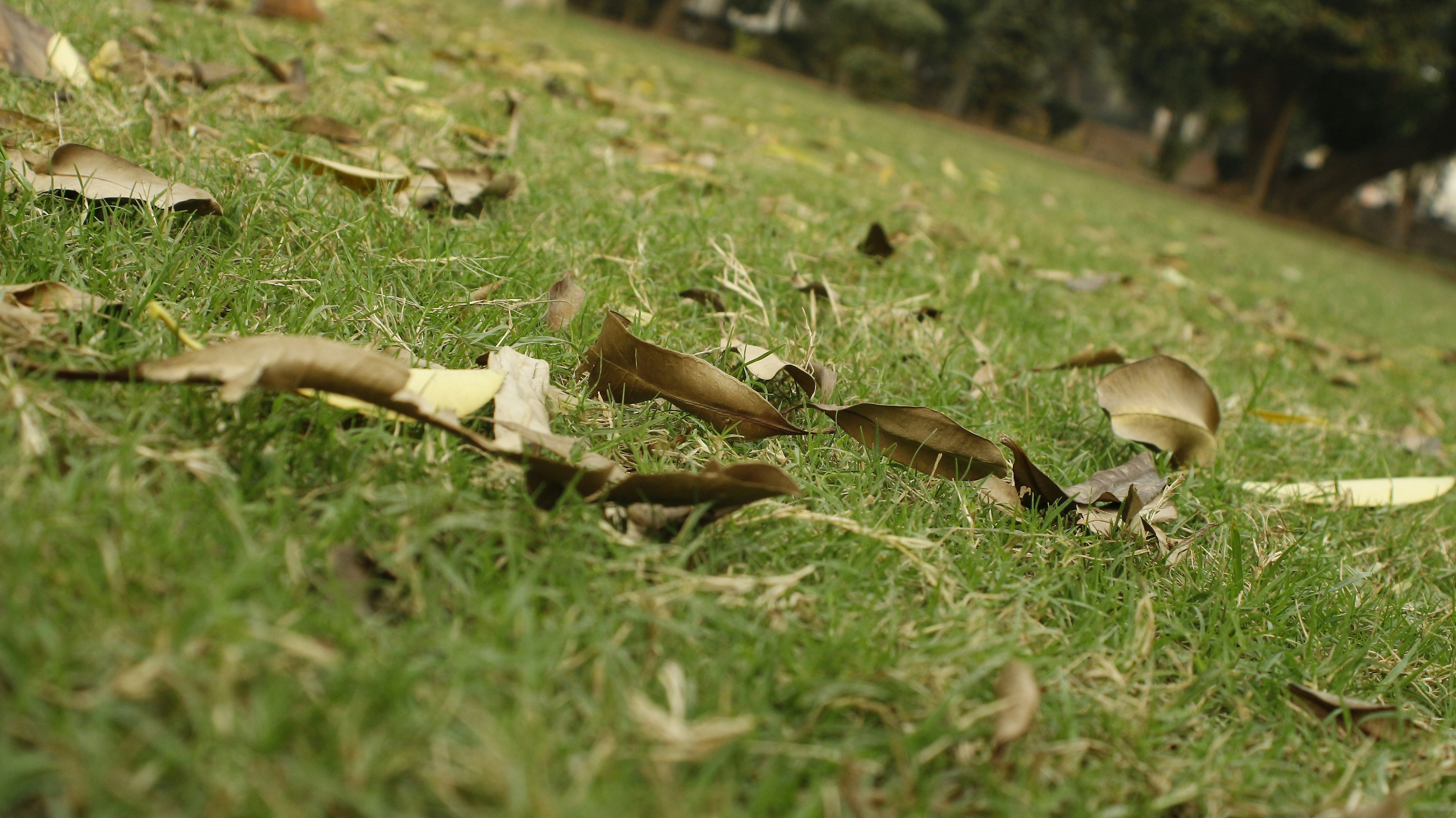 Ground Carpet: Autumn Leaves Scatter Across a Sunlit Park Lawn
