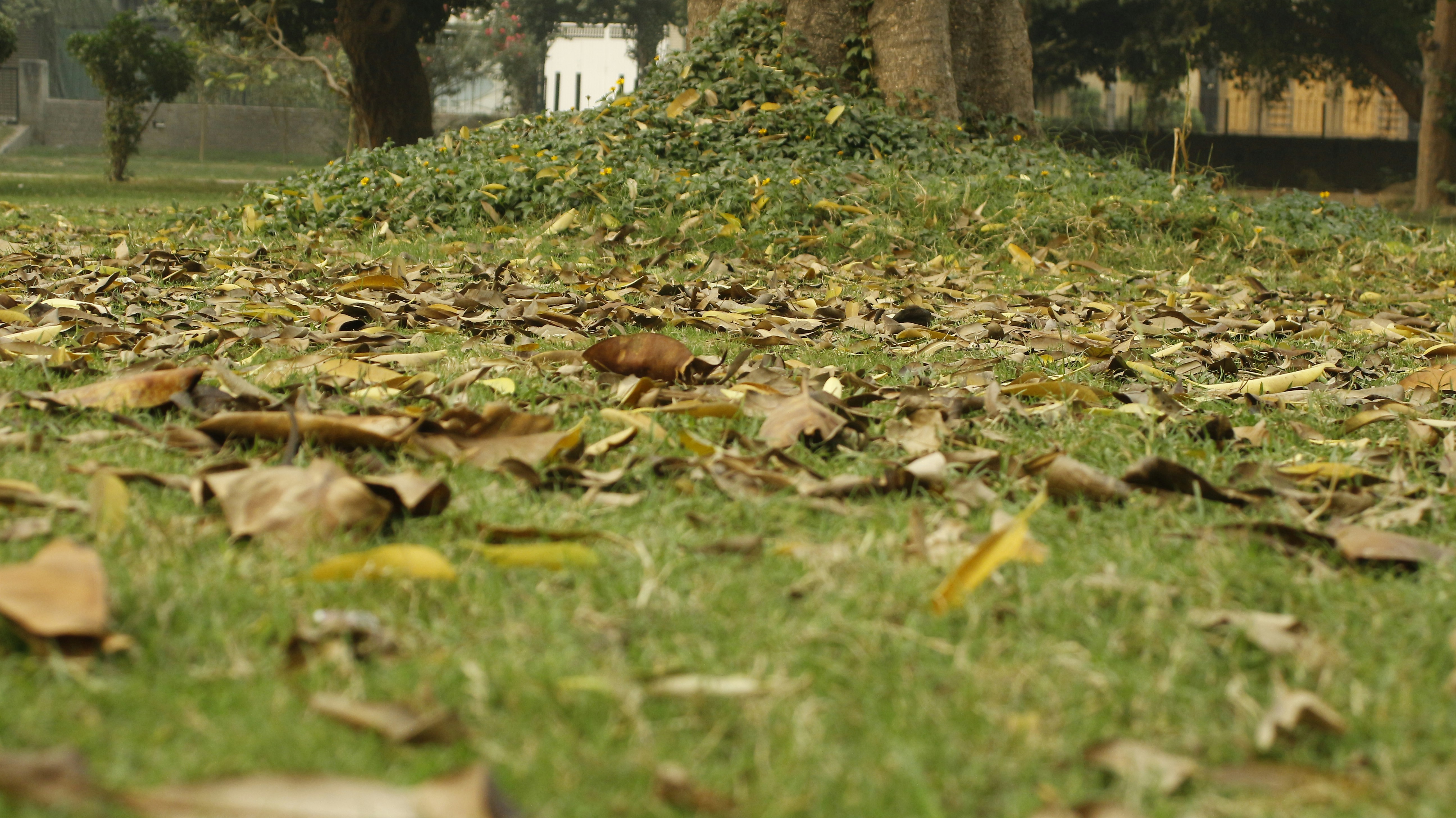 Leaf-Littered Lawn: A Quiet Ground Perspective