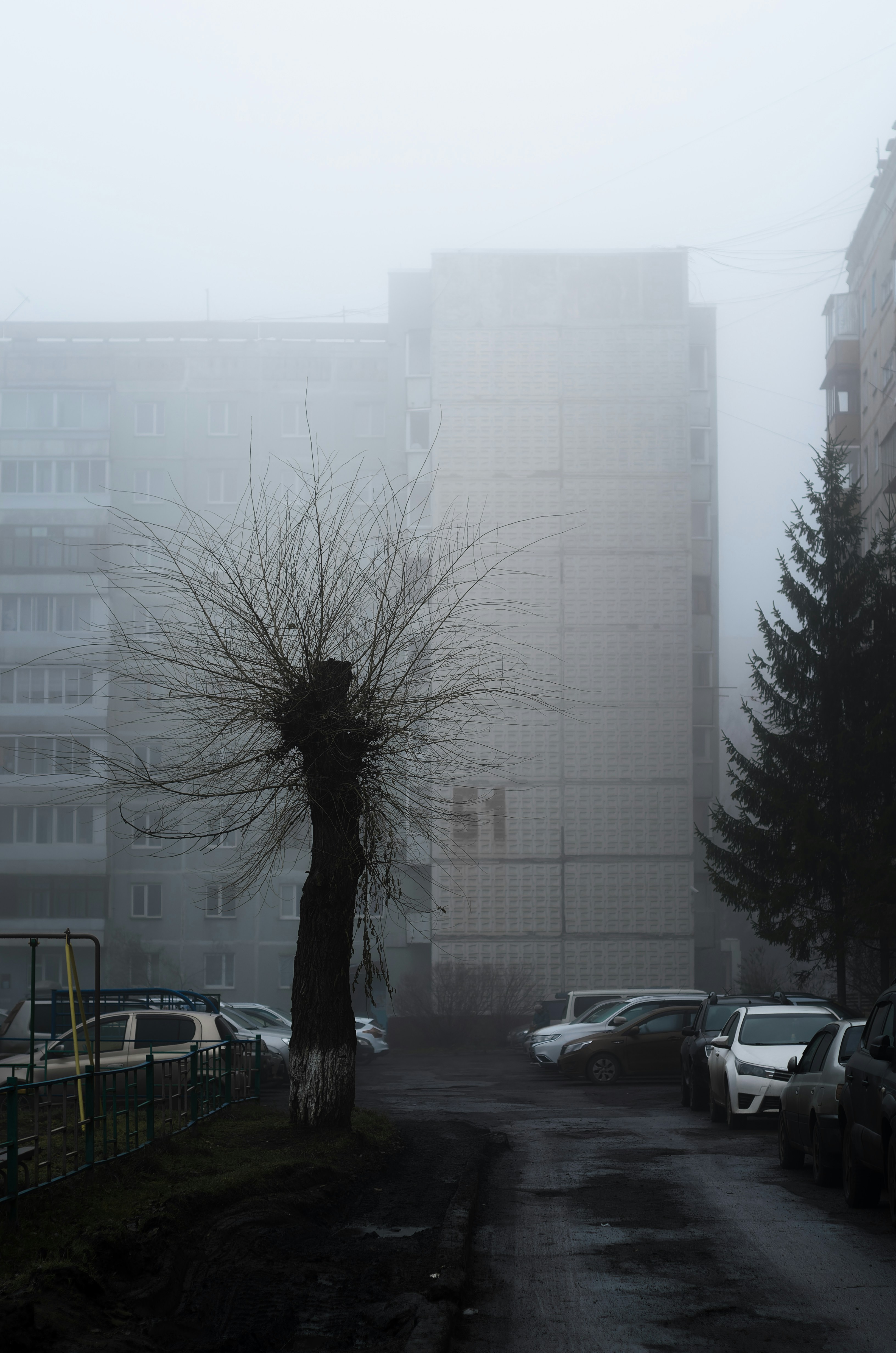 The Pruned Sentinel: Bare Tree in Fog Over a Quiet Street