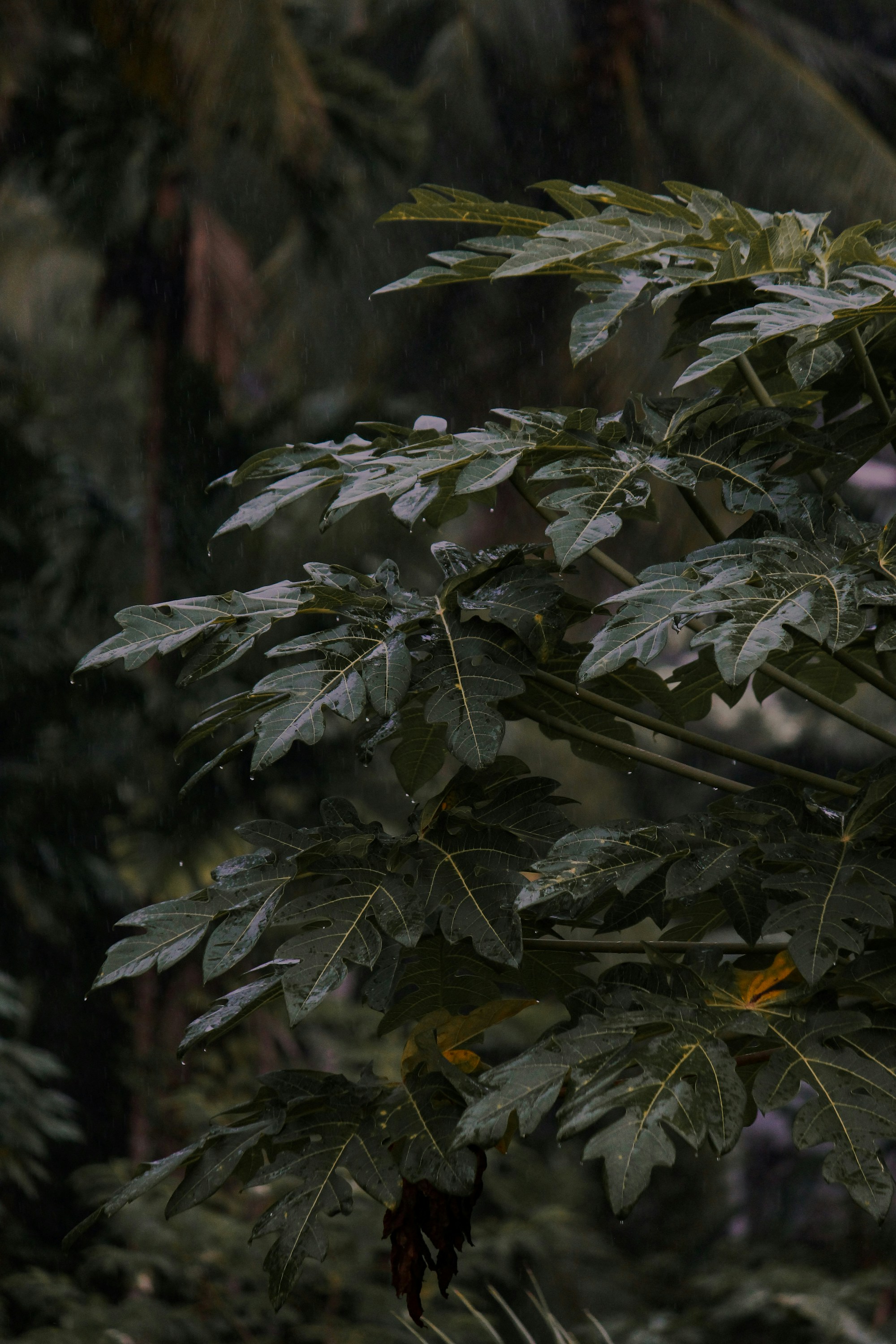 Dew-kissed Japanese Maple Leaves in a Shadowed Garden