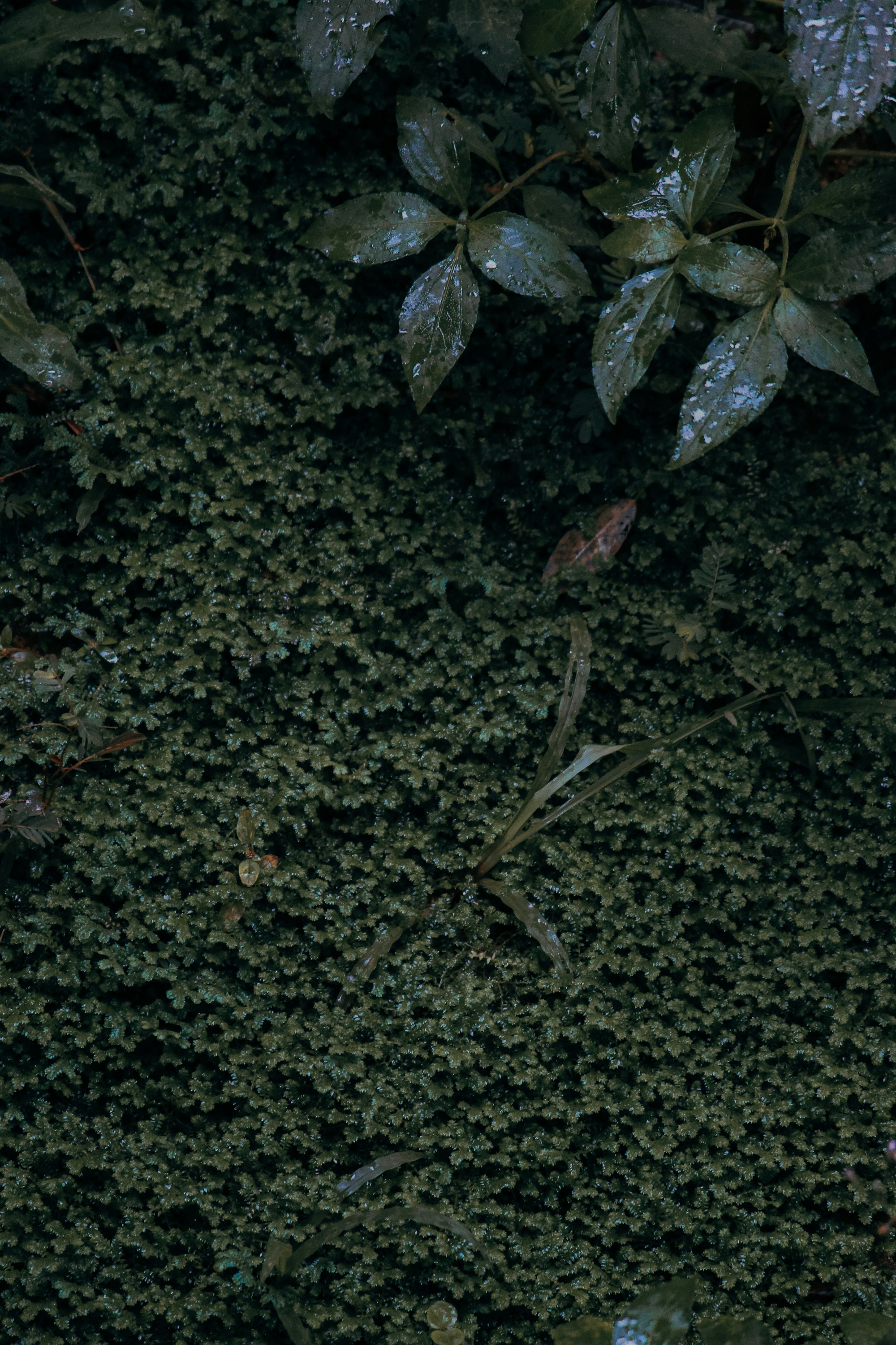 Nocturne in Moss: Close-Up of Velvet Groundcover and Leaf Fragments