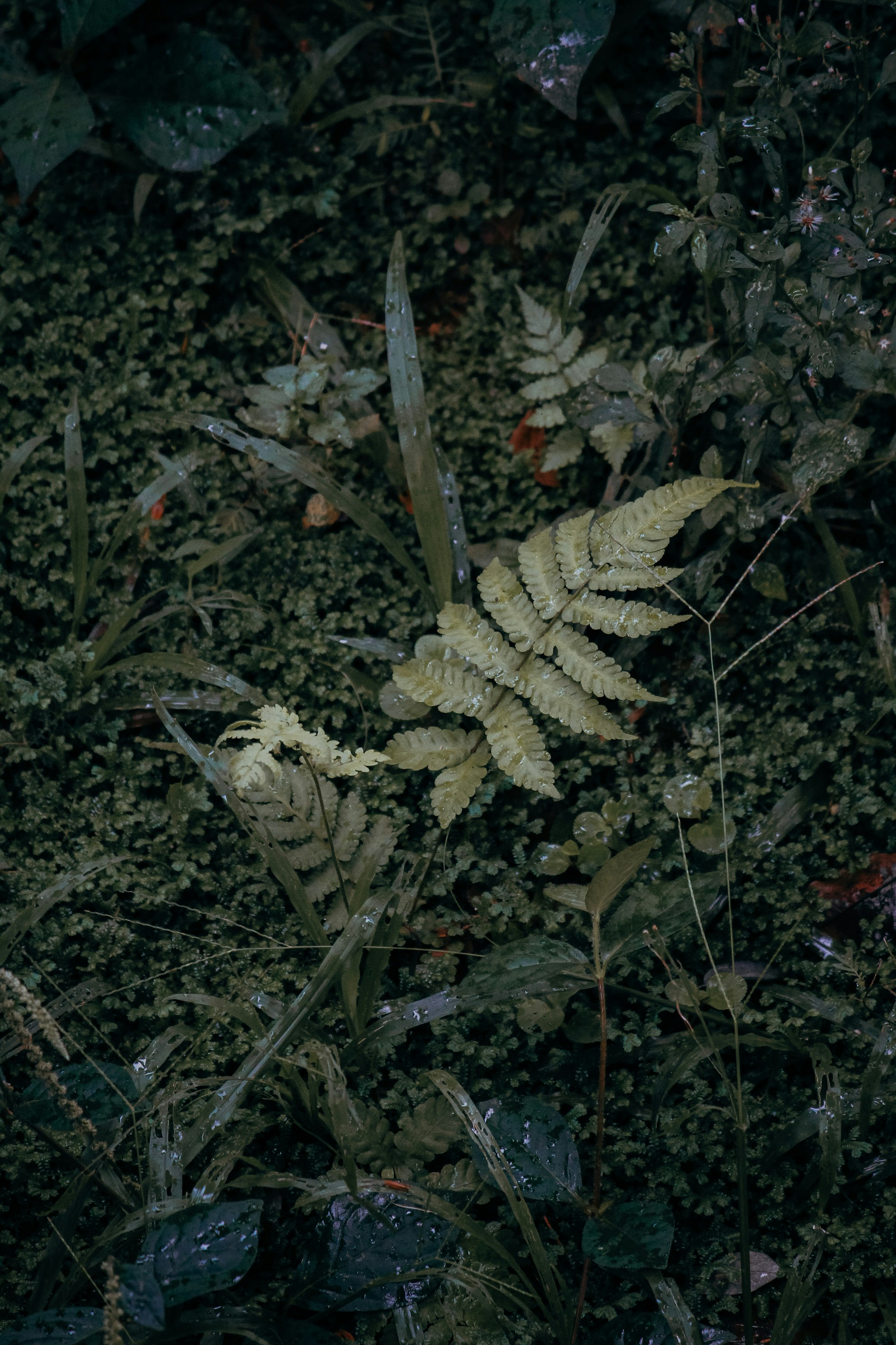 Tropical undergrowth
