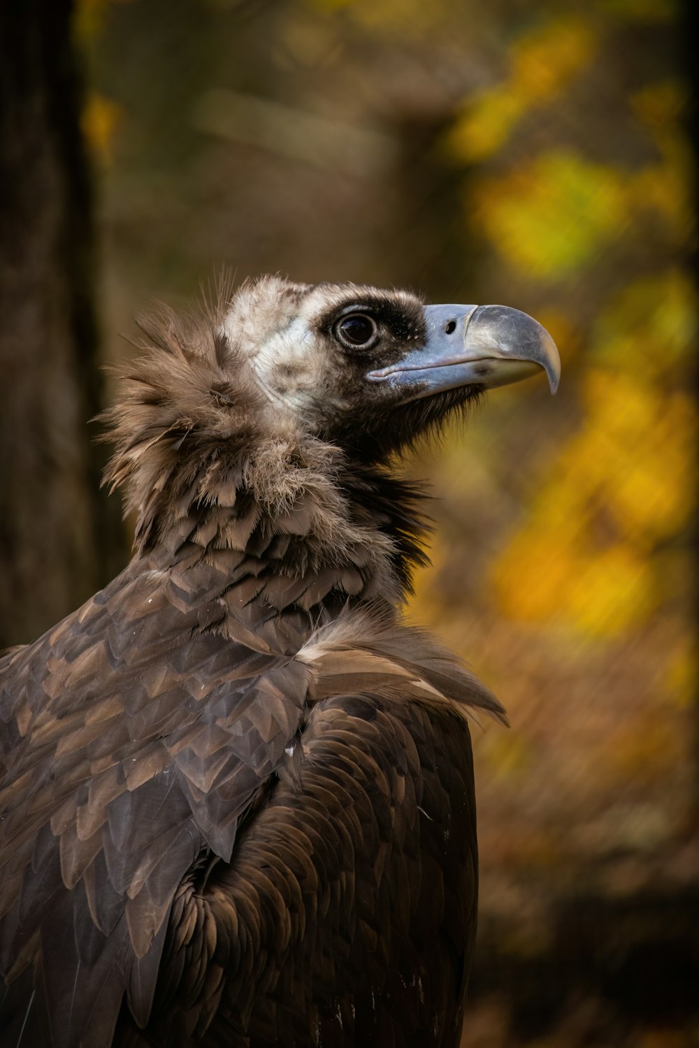 グリフォンの写真 | Unsplashで無料写真をダウンロードする