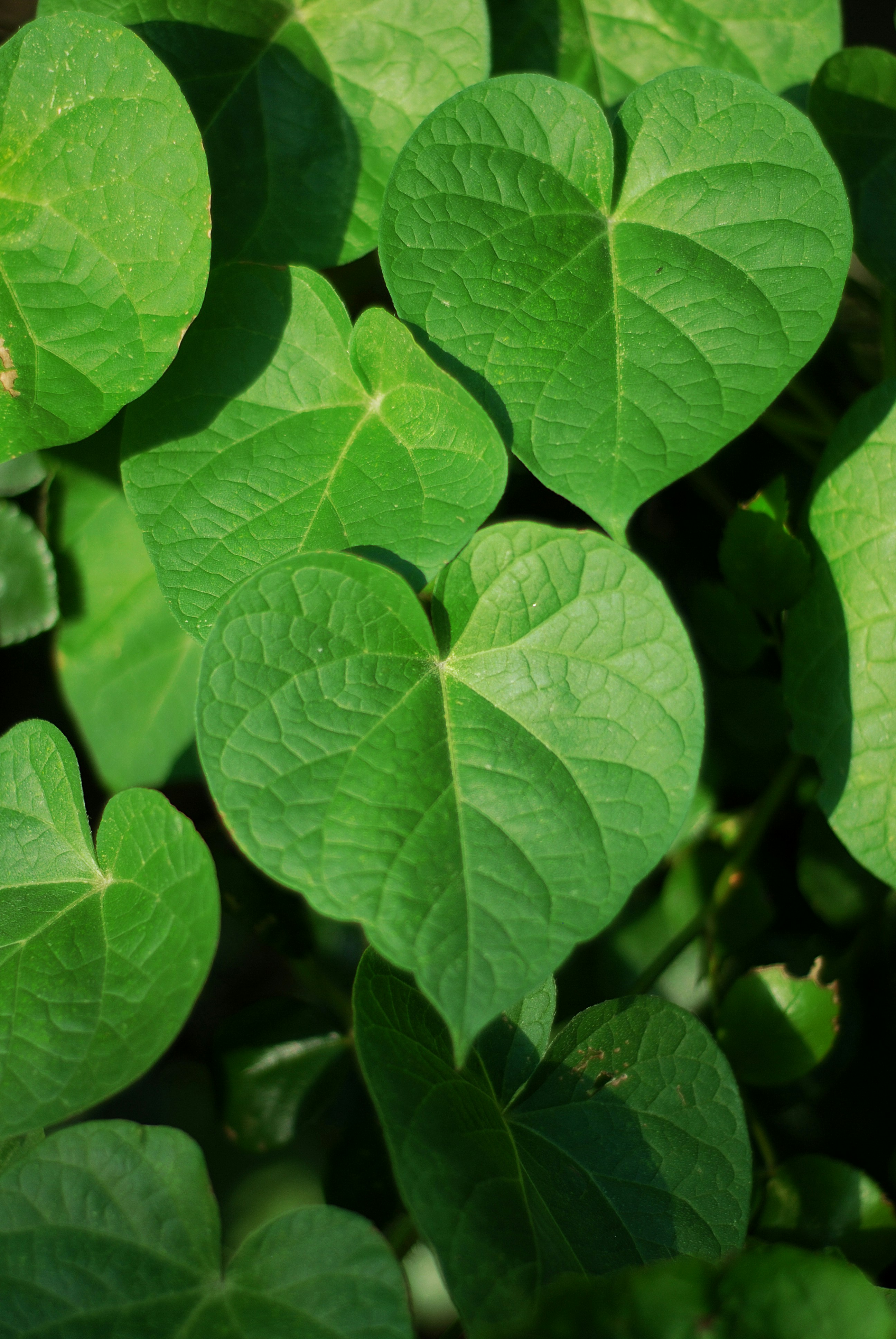 A group of green leaves photo – Free Russia Image on Unsplash