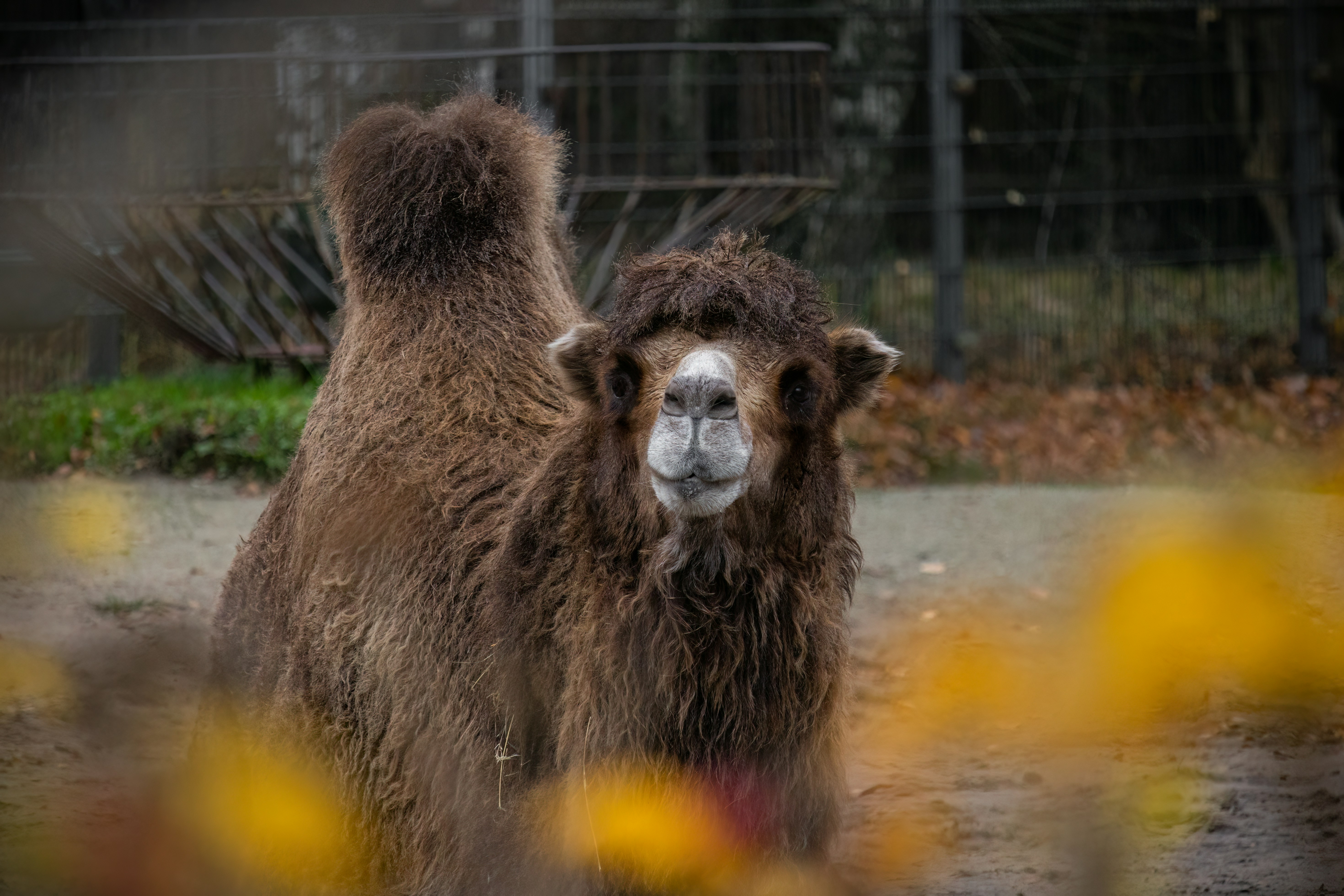 Bactrian camel gazing thoughtfully amidst blurred autumn foliage. Its distinctive features and soft fur are highlighted in the foreground.