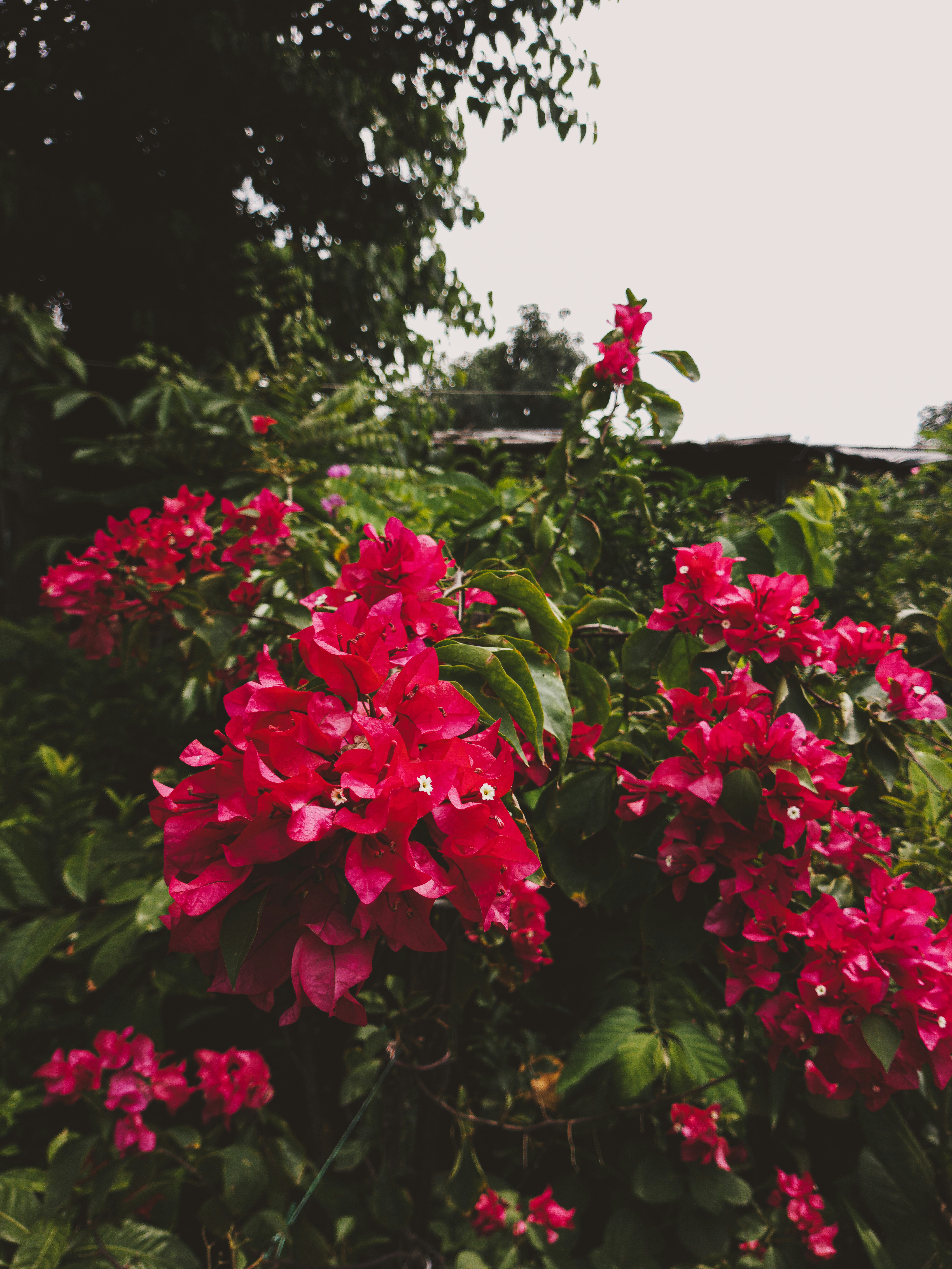 Un buisson aux fleurs rouges photo – Photo Dans ton cœur Gratuite sur ...