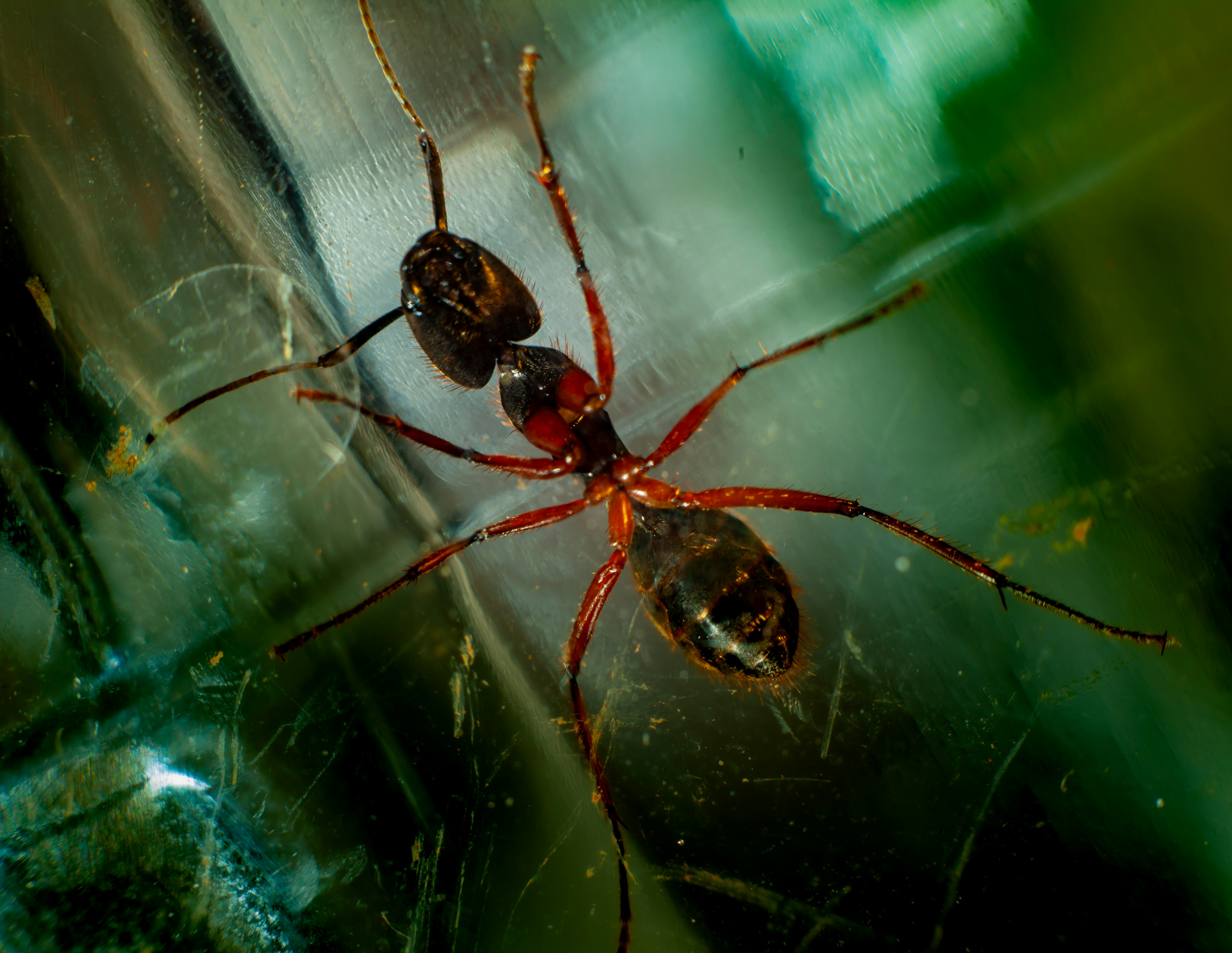 14 Insects That Build Architectural Wonders - Animals Around The Globe