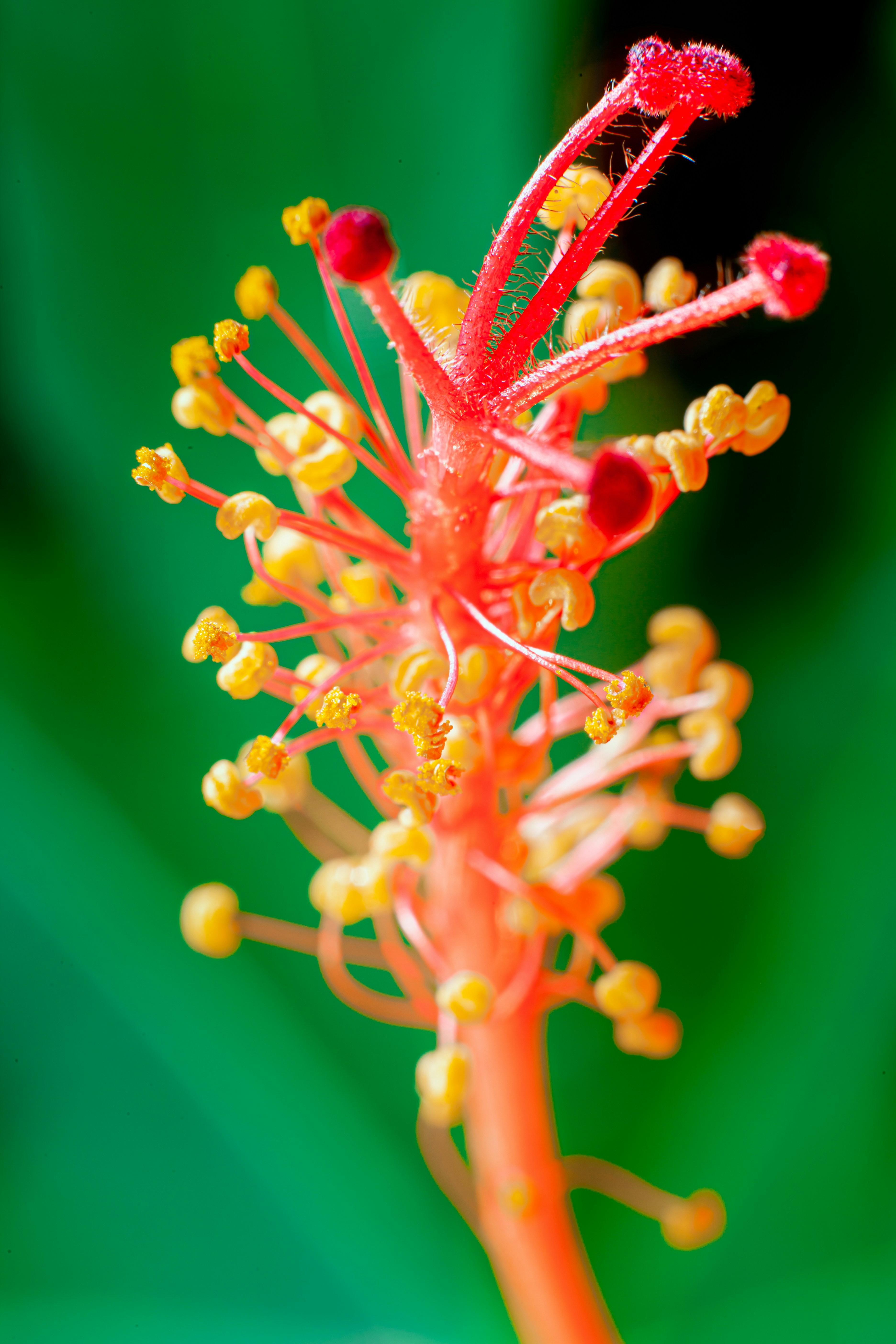 Photo by Ian Talmacs with Canon EOS 5D Mark II