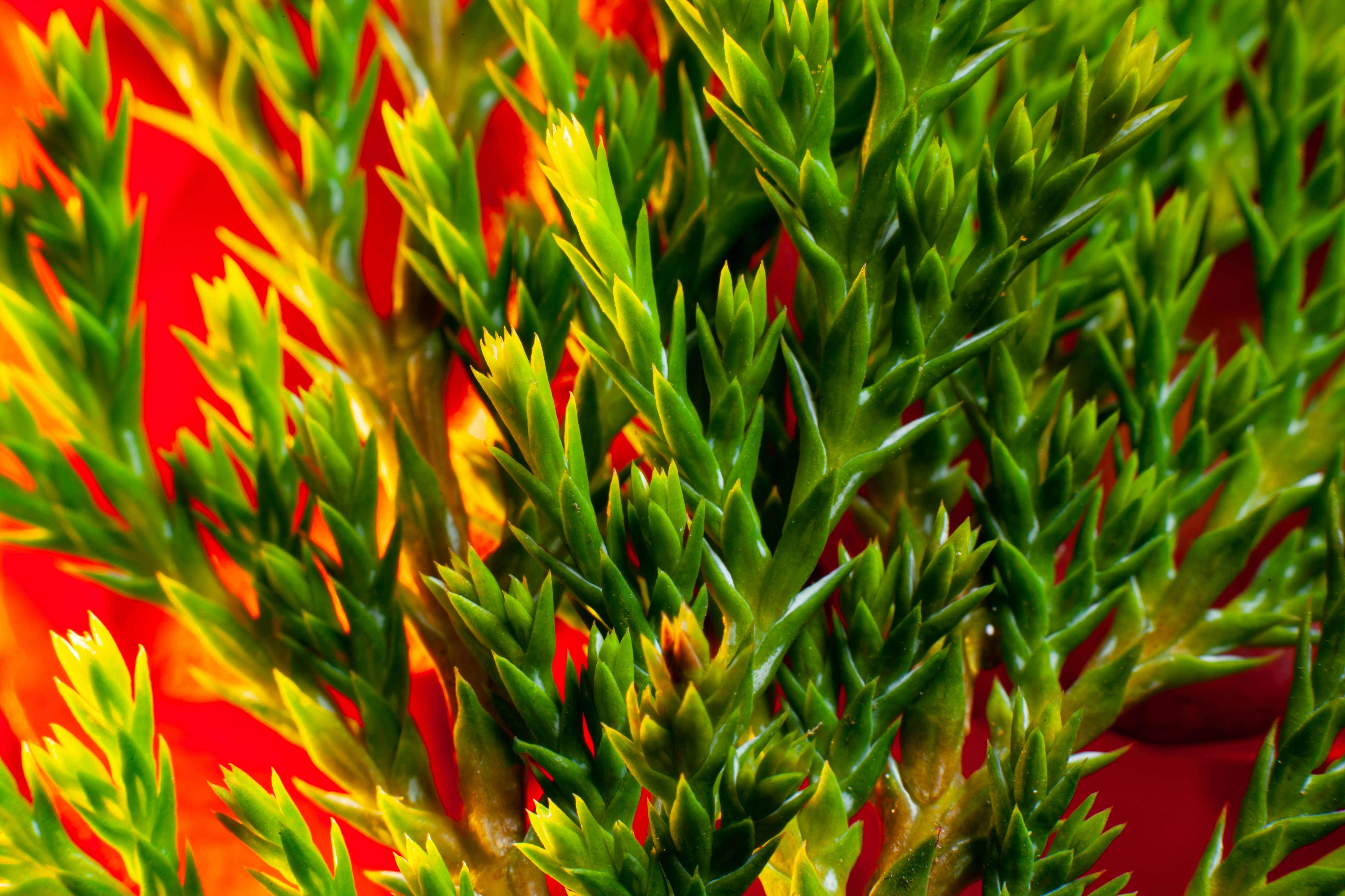 Verdant Spires: A Close-Up of Thorny Green Majesty Against Red Backdrop