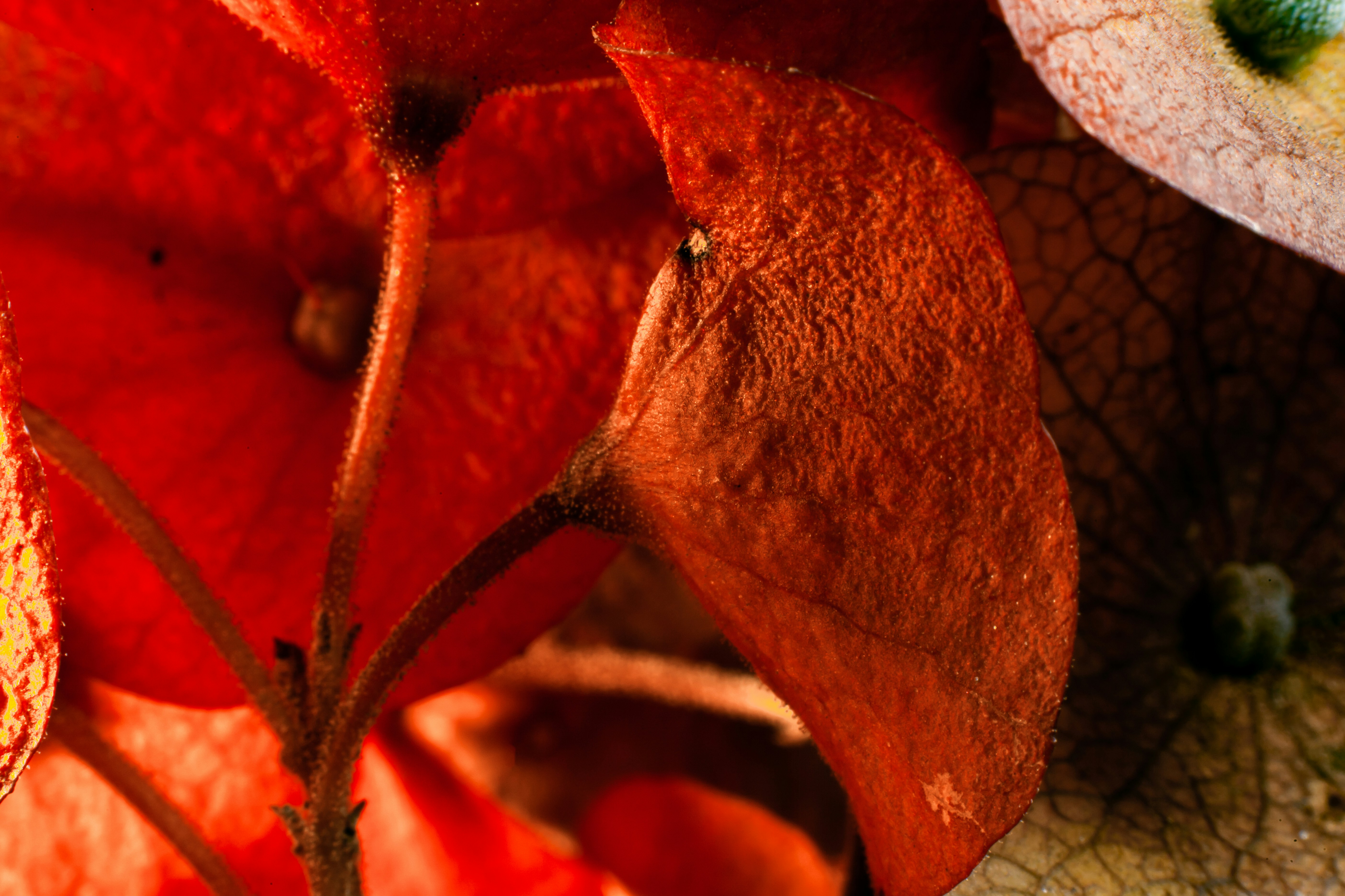 Gros plan d’une feuille rouge photo – Photo Pétale Gratuite sur Unsplash
