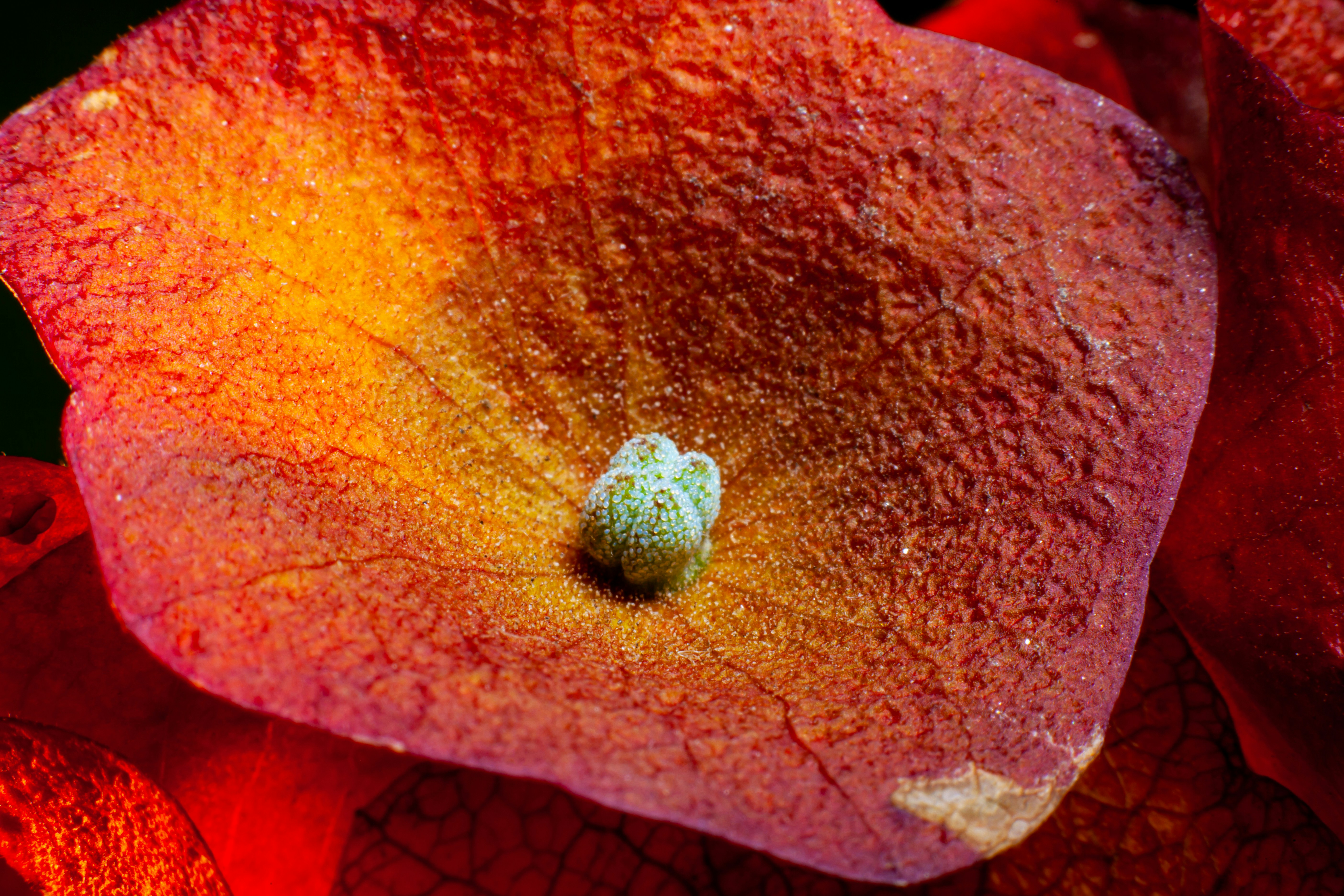 Crimson Velvet Blossom: A Macro Burst of Color and Texture