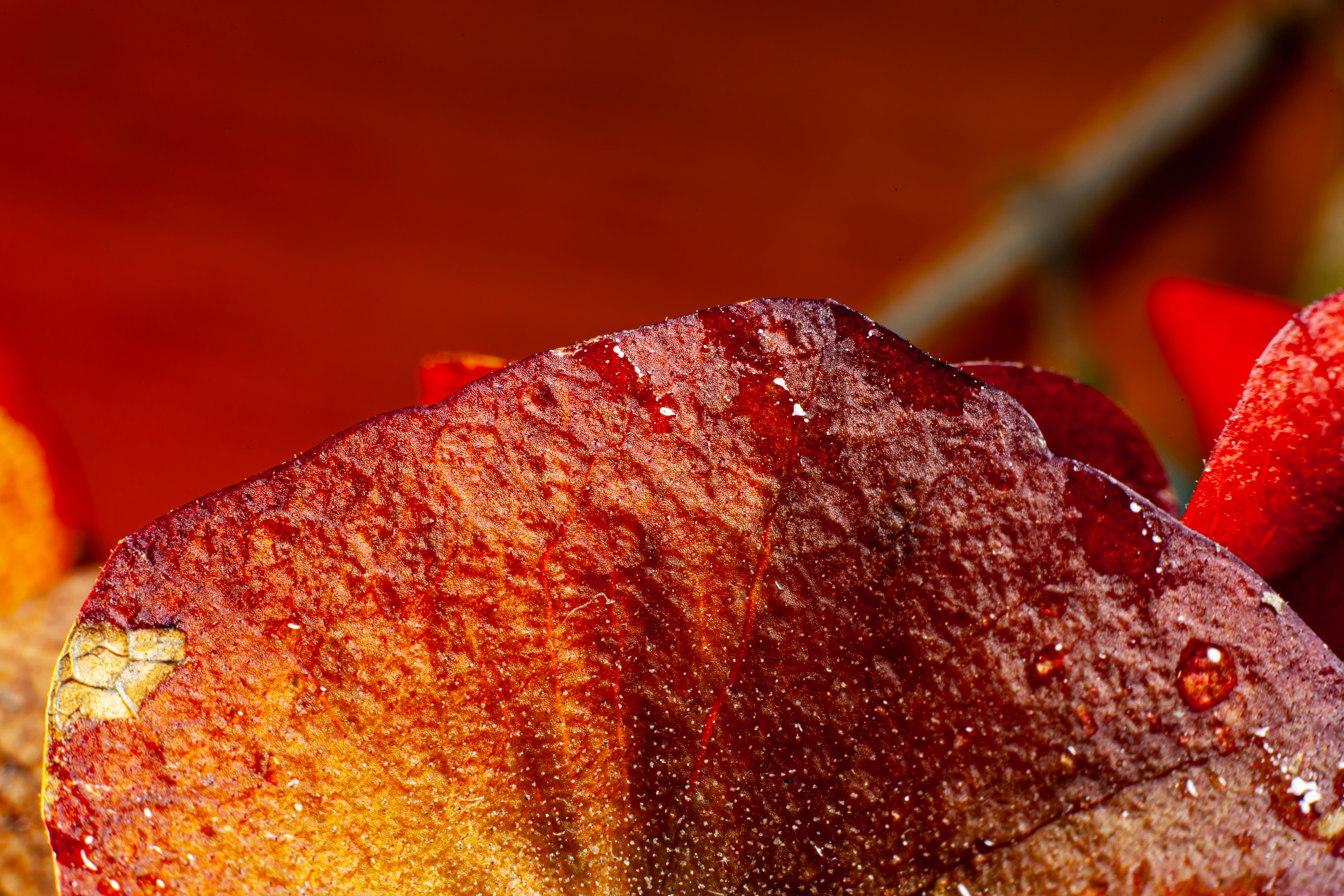 Dew on a Fiery Leaf Edge: A Macro Study in Texture and Warm Blur