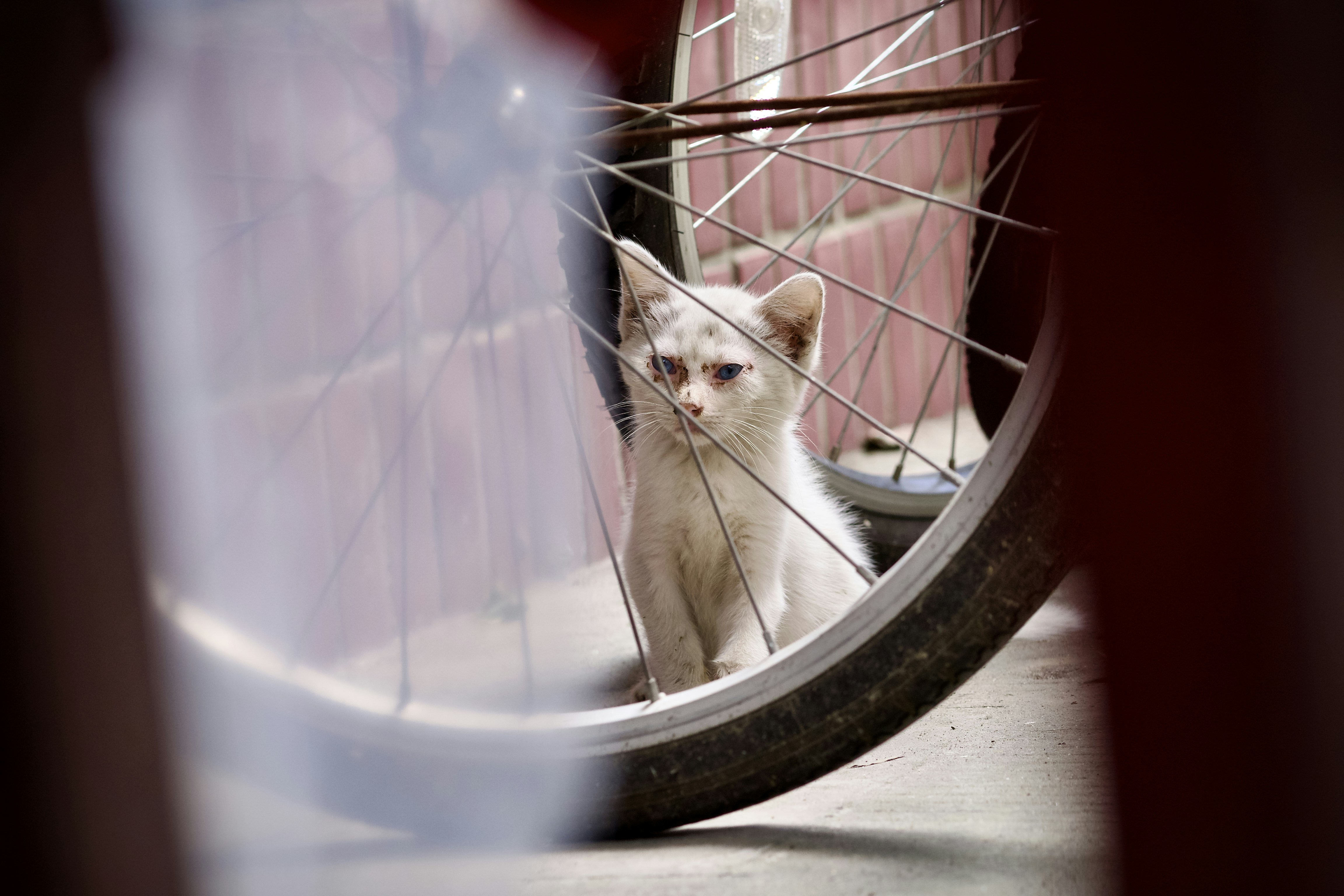 Gaze Through the Rim: a Cat Pauses by a Bicycle Wheel
