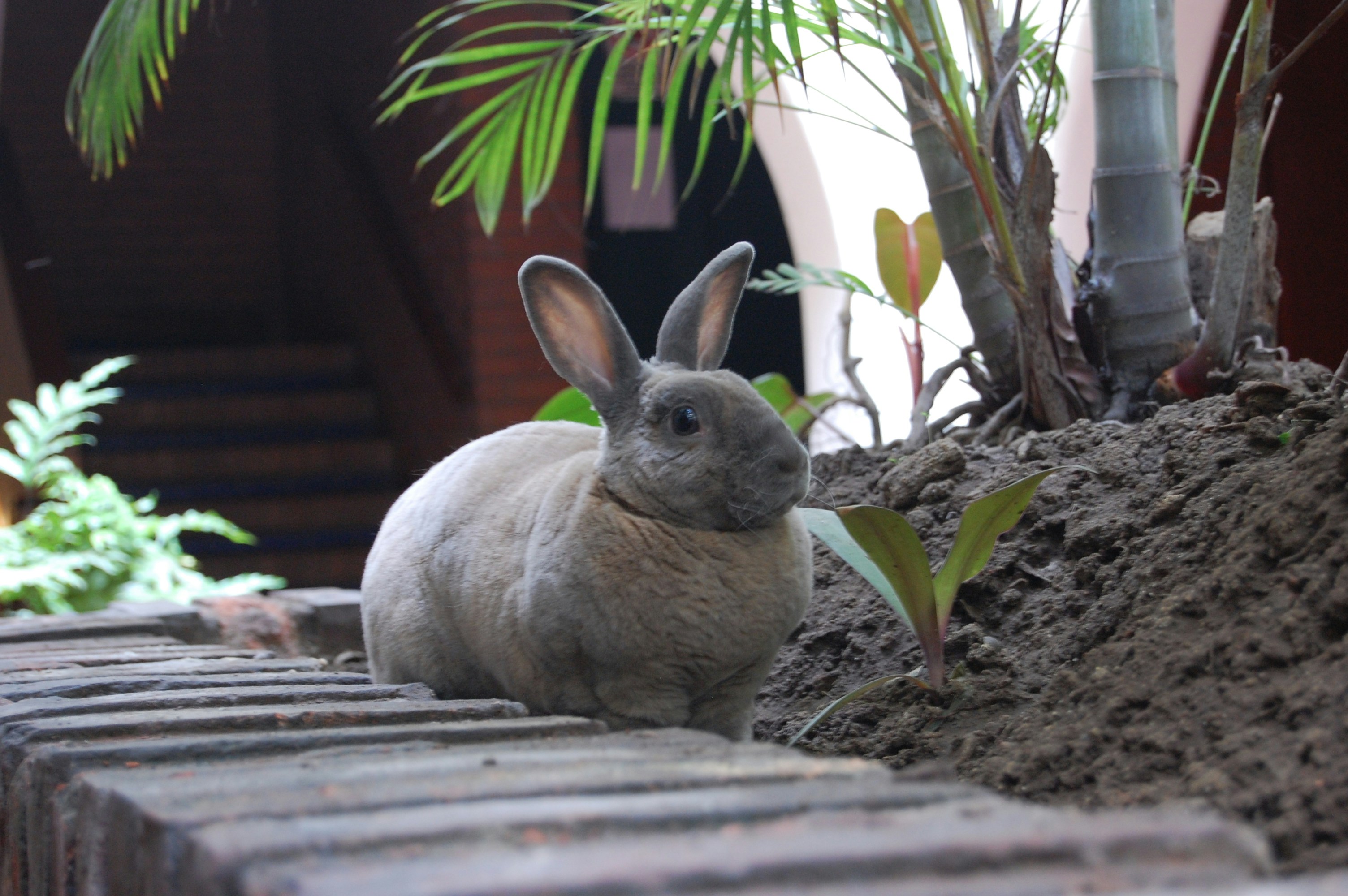 Quiet Pause on a Brick Garden Path: A Gray Rabbit Beneath Tropical Foliage
