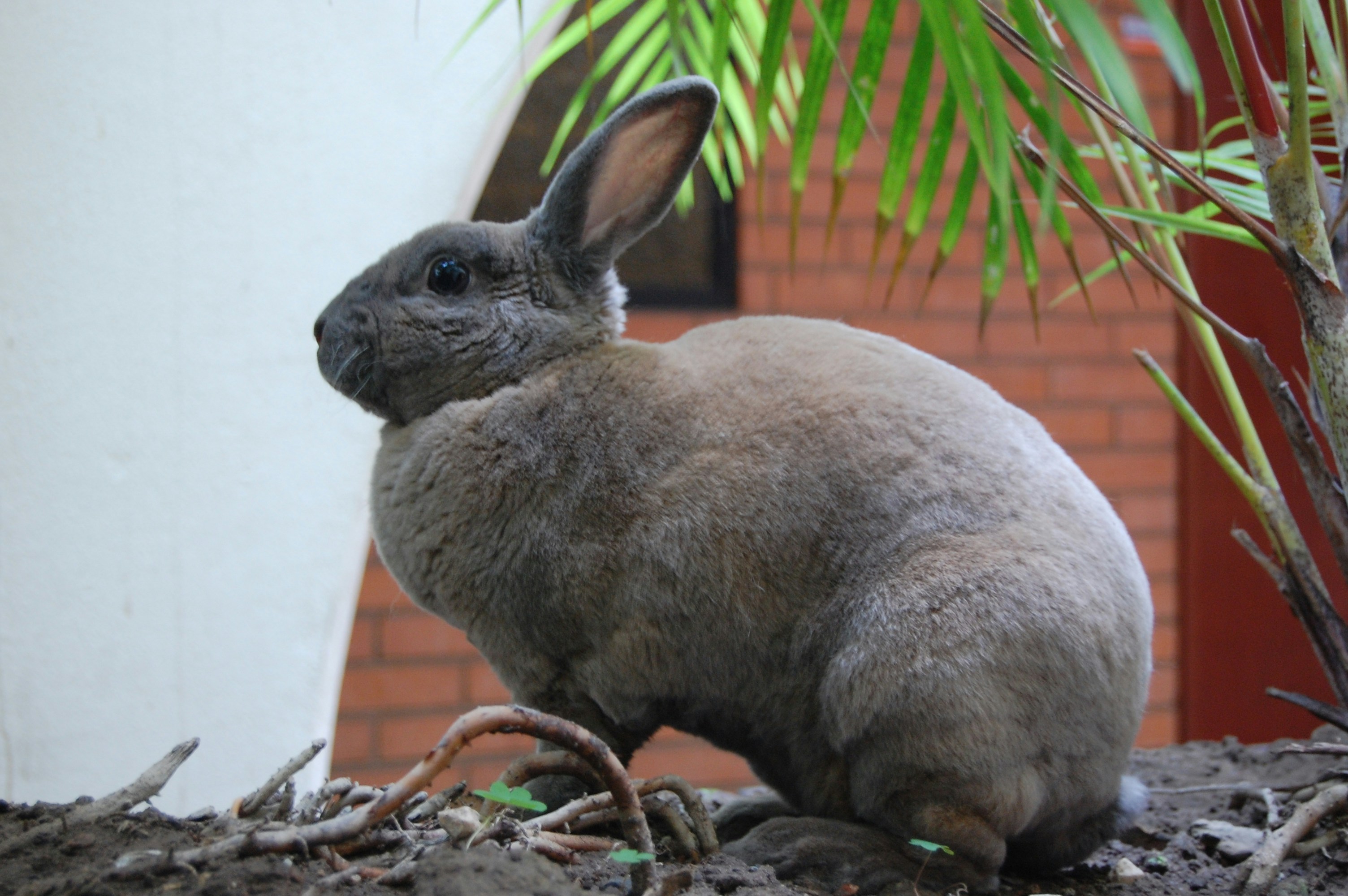 Contemplative Rabbit in a Palm-Sheltered Brick Courtyard