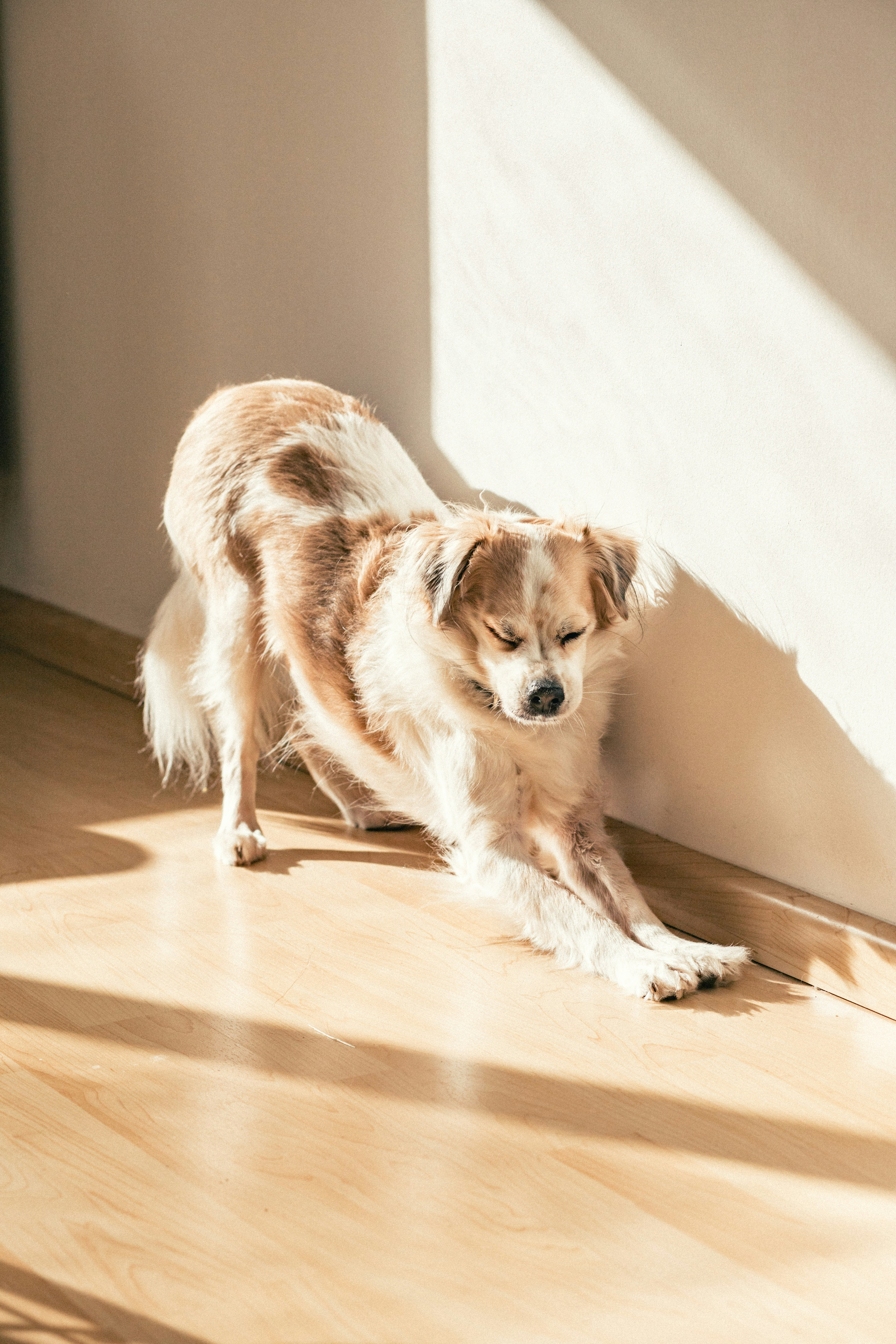 Foto Un perro tirado en el suelo – Imagen Neuquén gratis en Unsplash