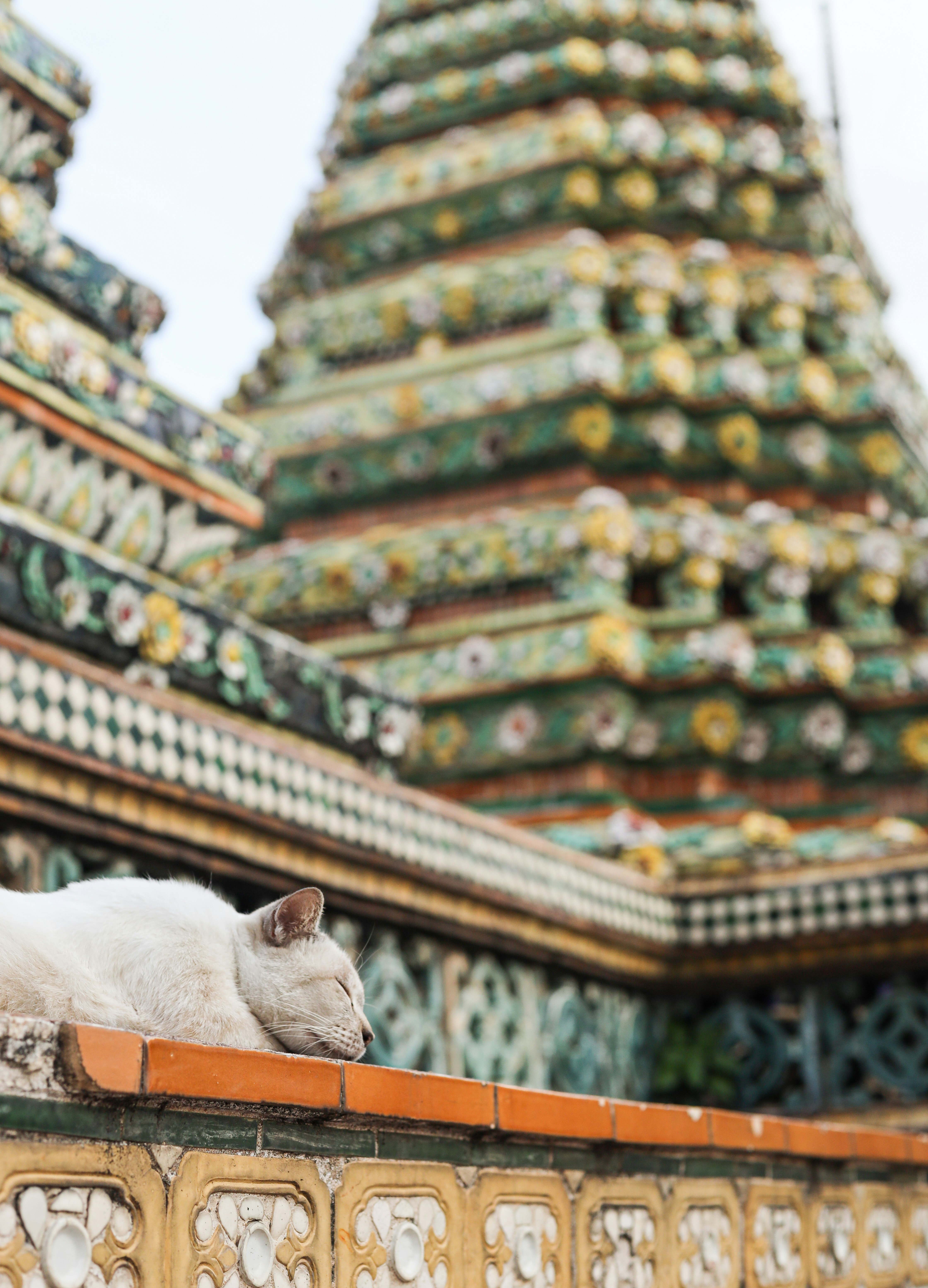 Dozing by the Temple: a White Cat at the Foot of a Multicolored Pagoda