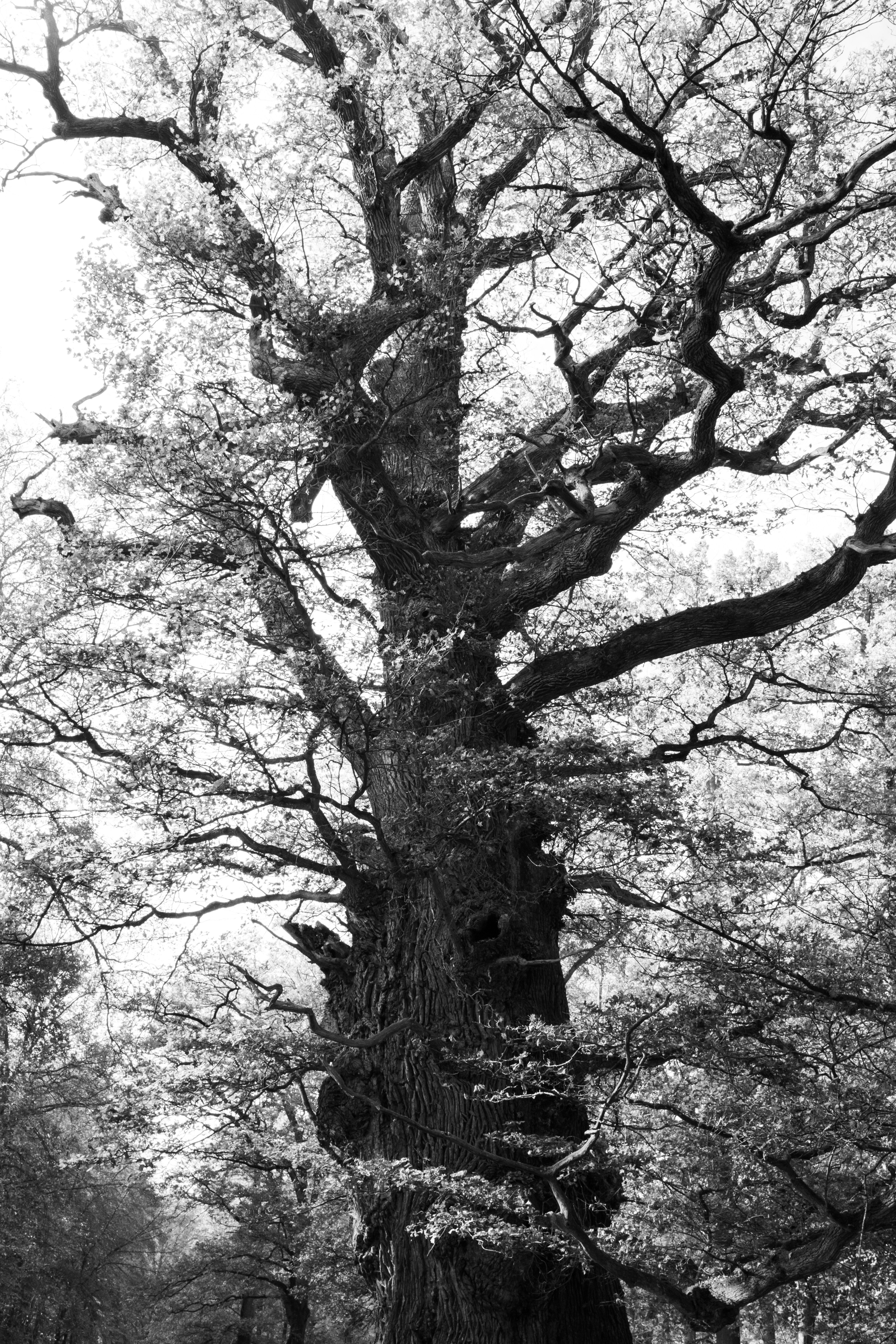 Une photo en noir et blanc d’un arbre à plusieurs branches photo ...