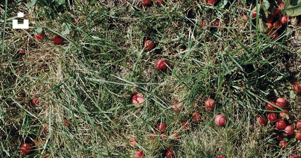 Foto Los Pies De Una Persona En Un Campo De Bayas Rojas Imagen Zapato