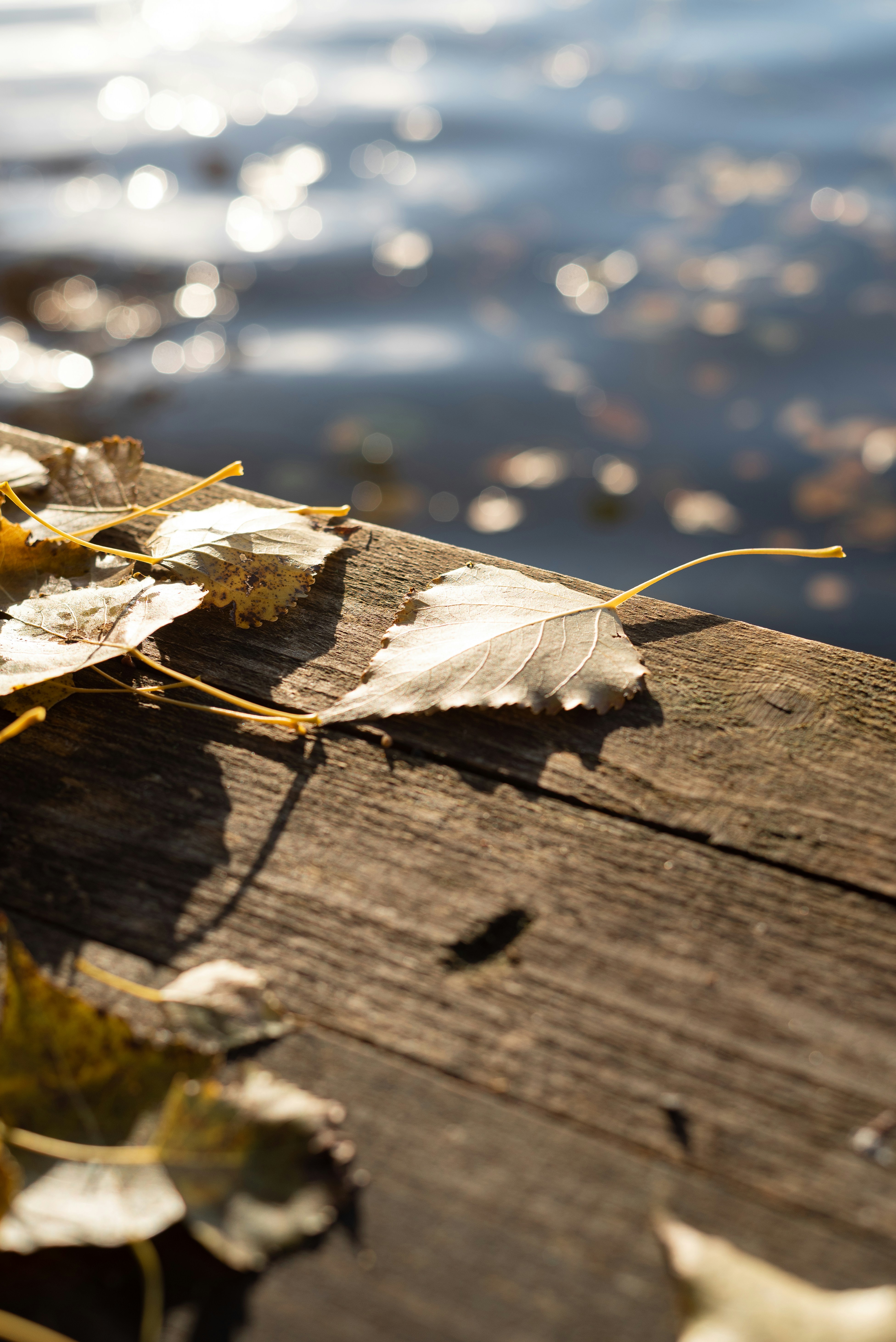Autumn's Edge: Leaves on Weathered Wood by a Sunlit Shore