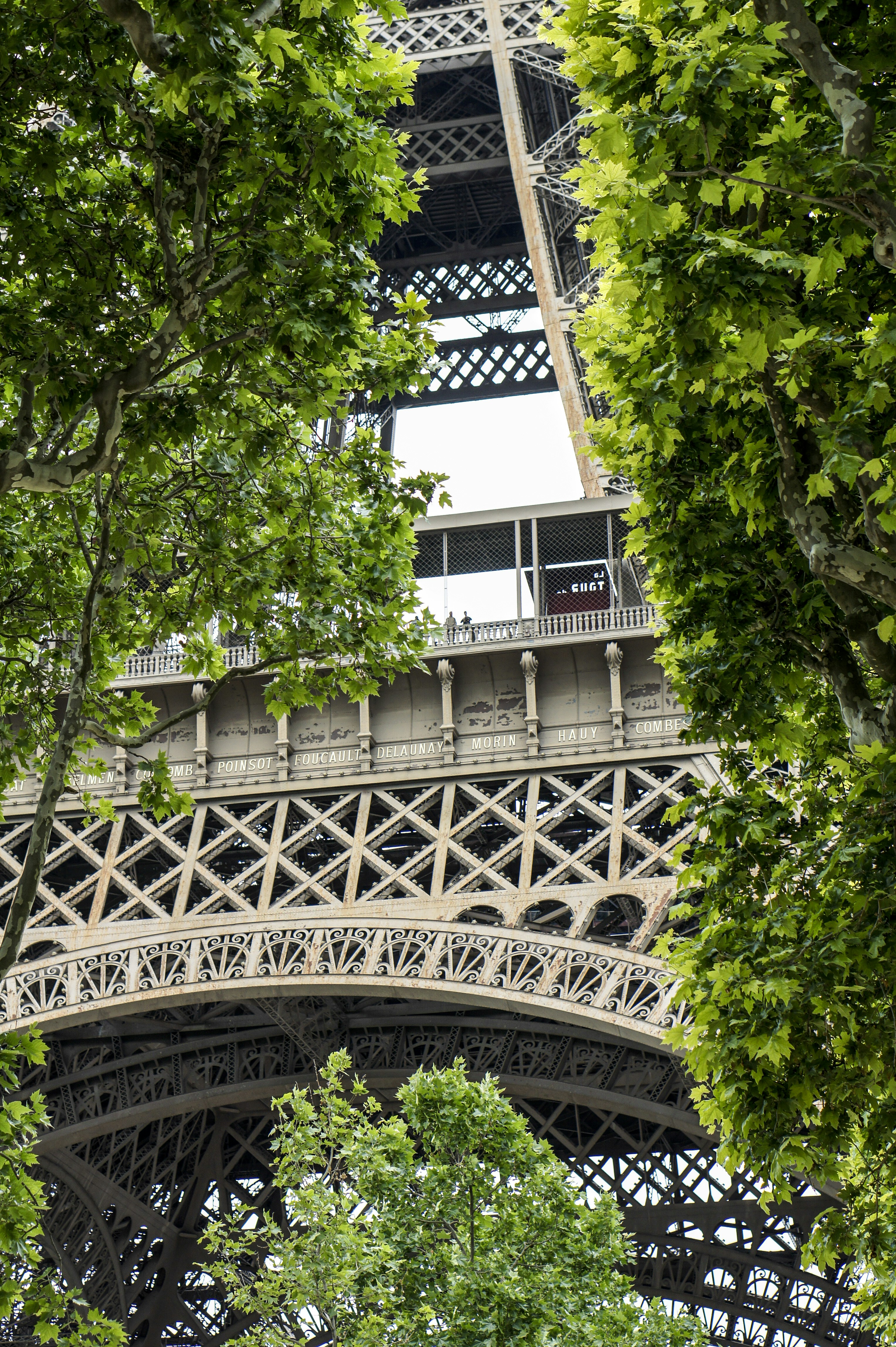 Eiffel Tower peeking through lush green foliage, showcasing intricate ironwork and a hint of visitors above.