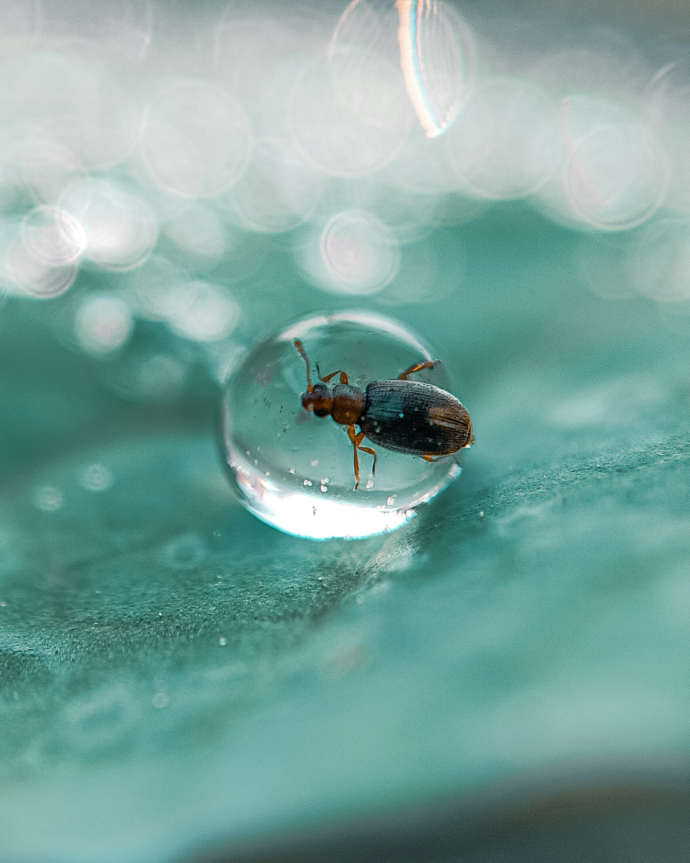 Bubblebound Beetle: A Tiny Explorer in a Glass Sphere