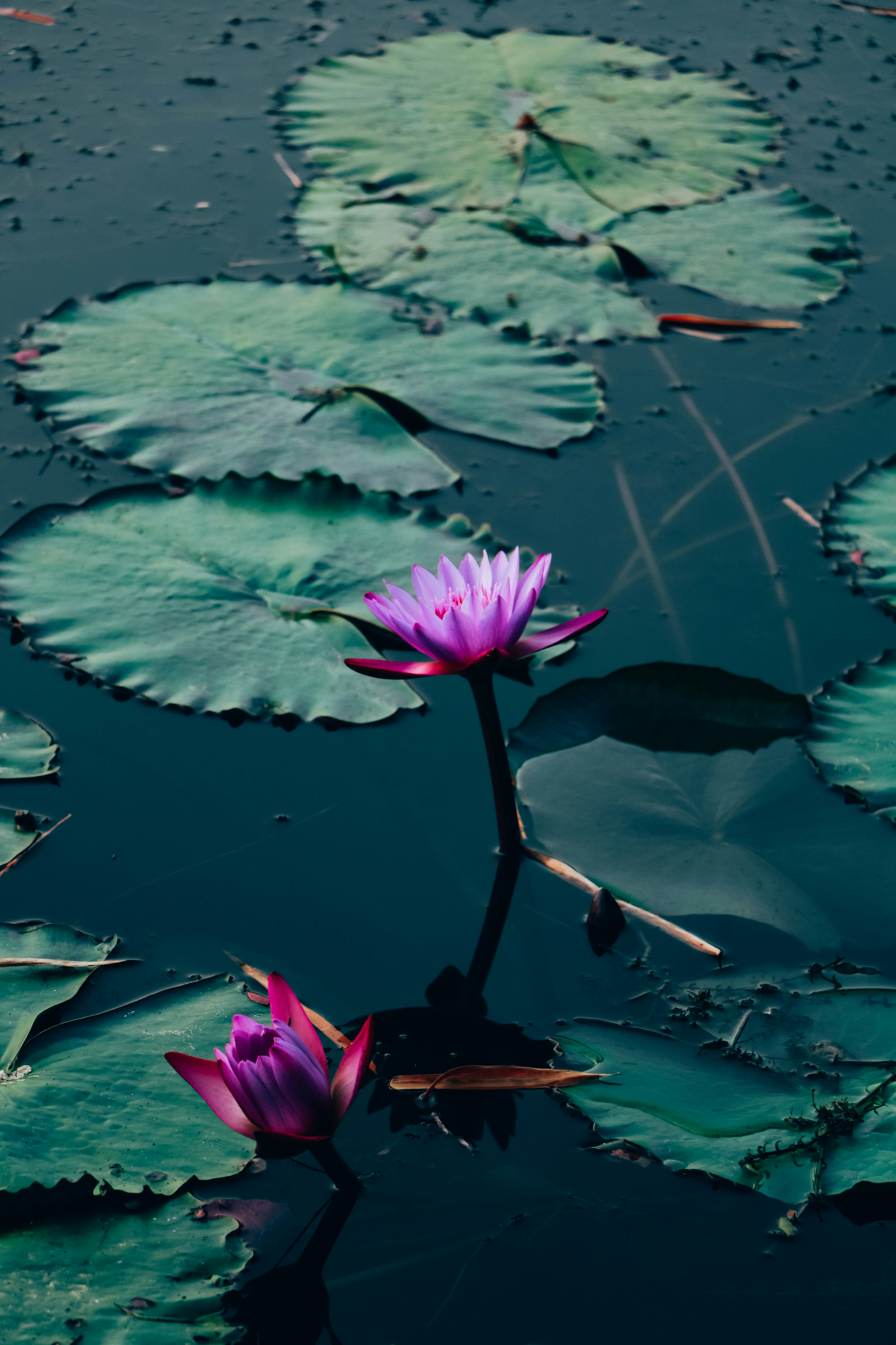 Foto Un grupo de flores flotando en el agua – Imagen Bangladesh gratis ...