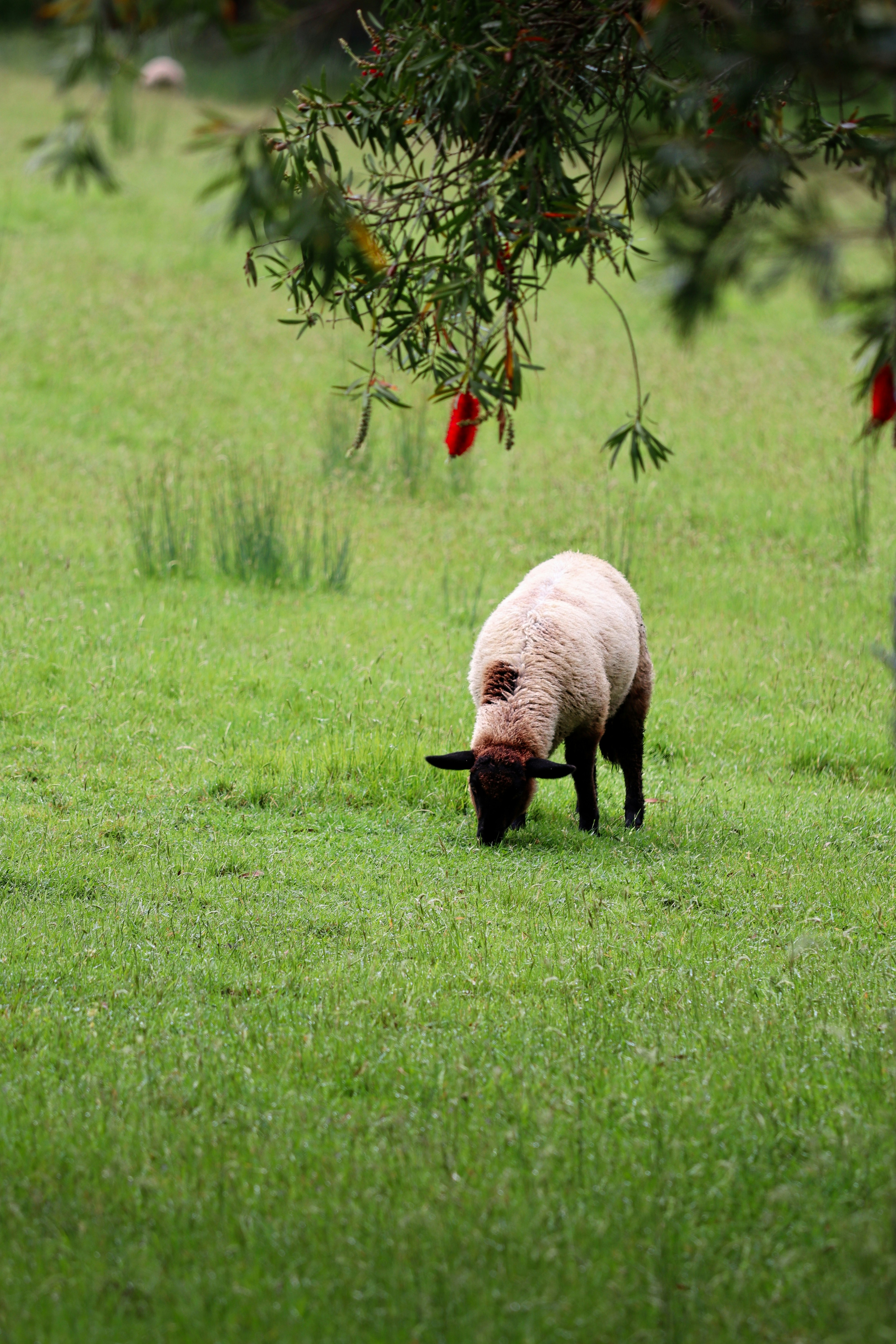 a sheep grazing in a field