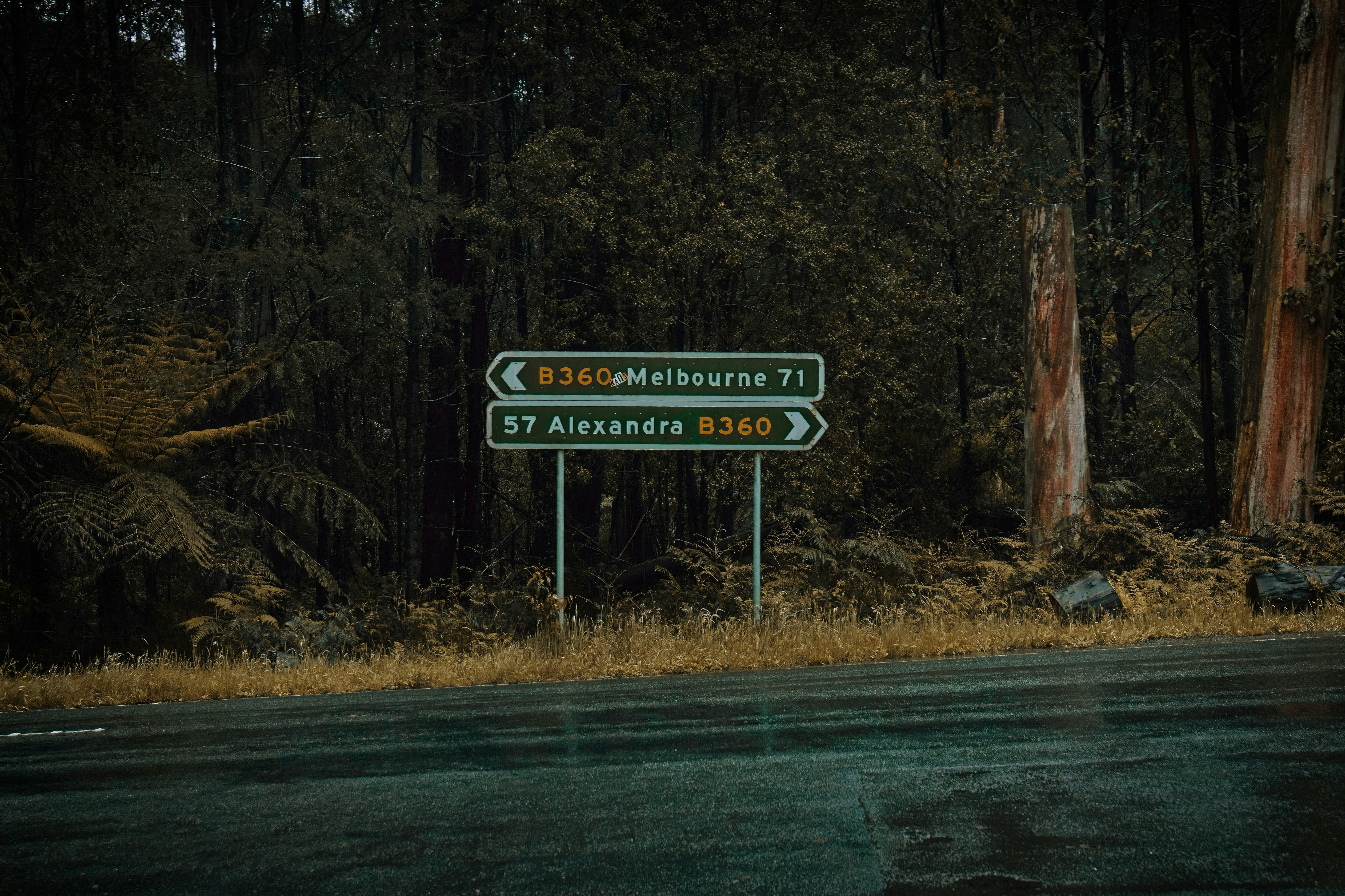 Signpost Constrained by Wet Asphalt: A Quiet Forest Junction