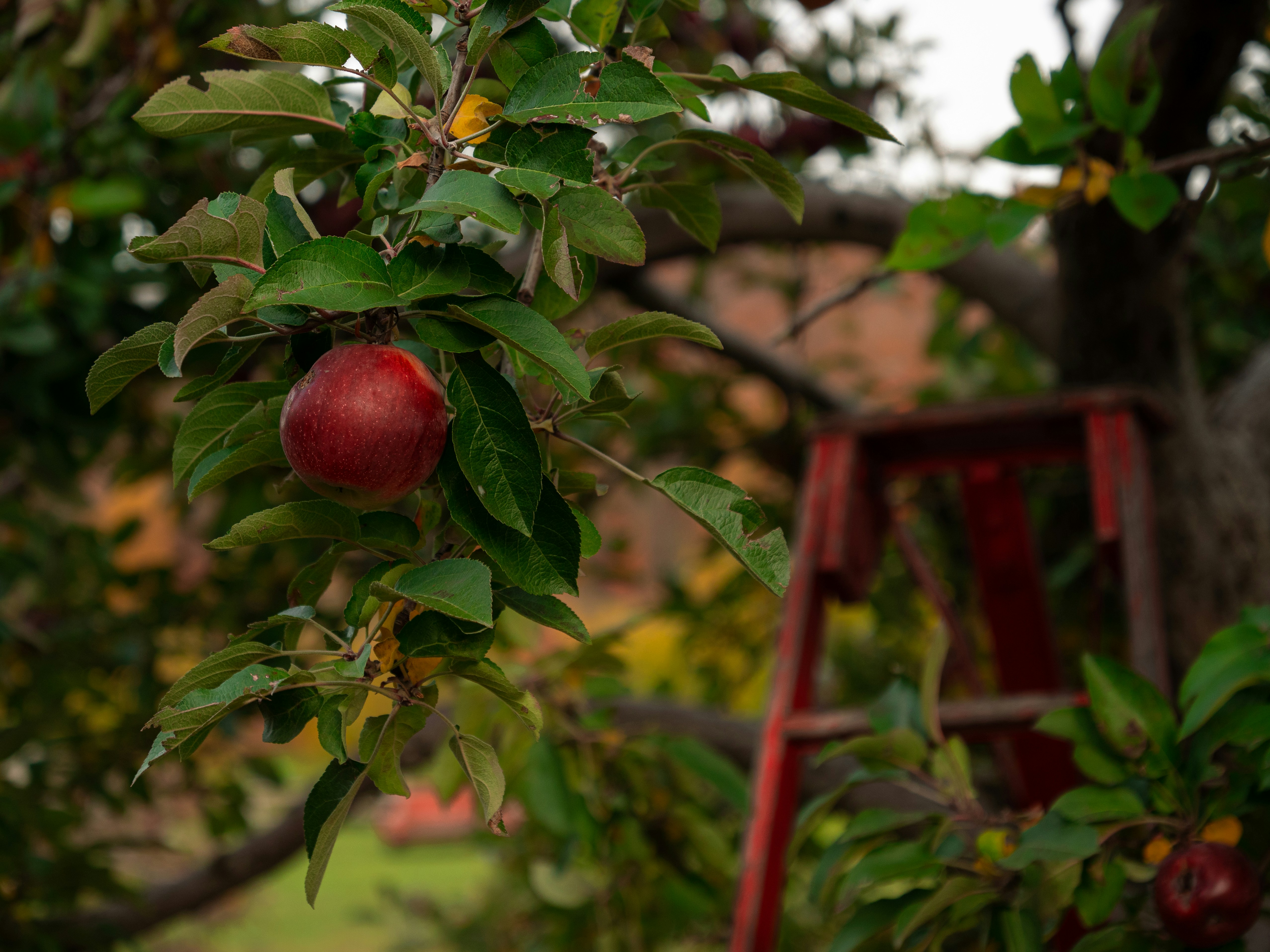 Crimson Apple Framed by Garden Foliage and a Weathered Ladder