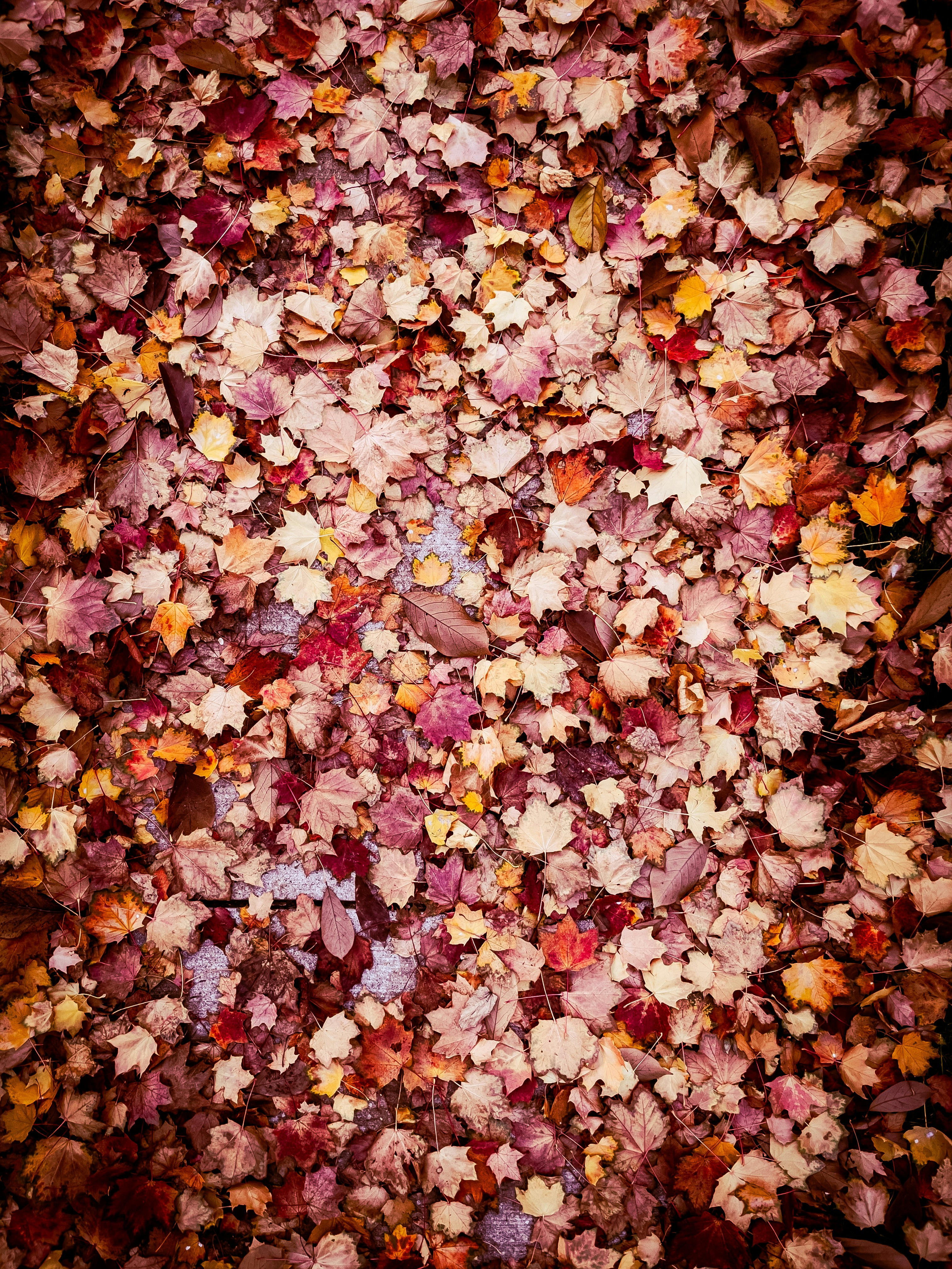 Crimson Quilt: An Autumn Leaf Carpet in Hue
