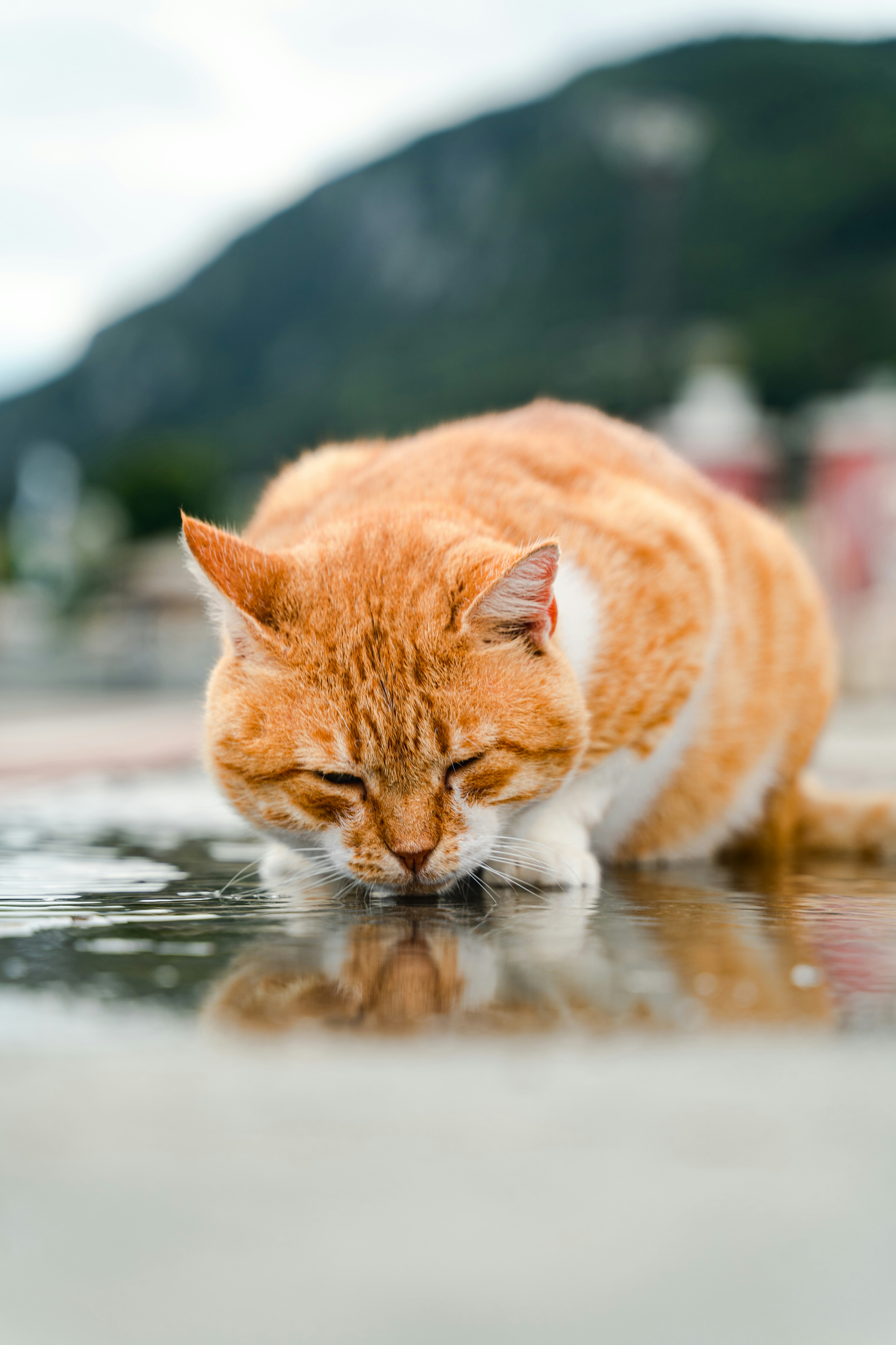 Liquid Gaze: Ginger Cat Sips from a Quiet Pool with Mountain Backdrop