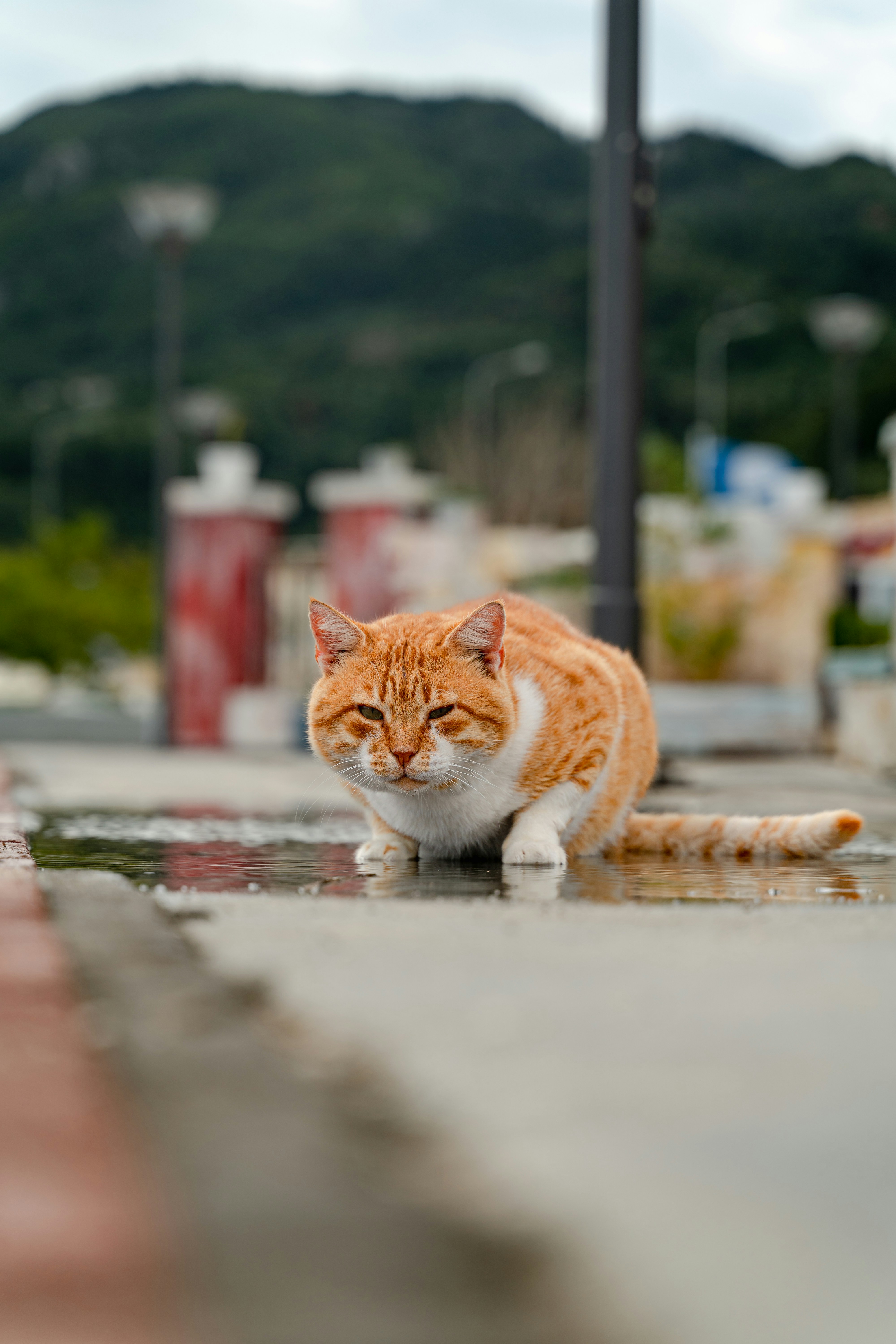 Cute furry ginger cat face sitting lying down in the sun resting and drinking water