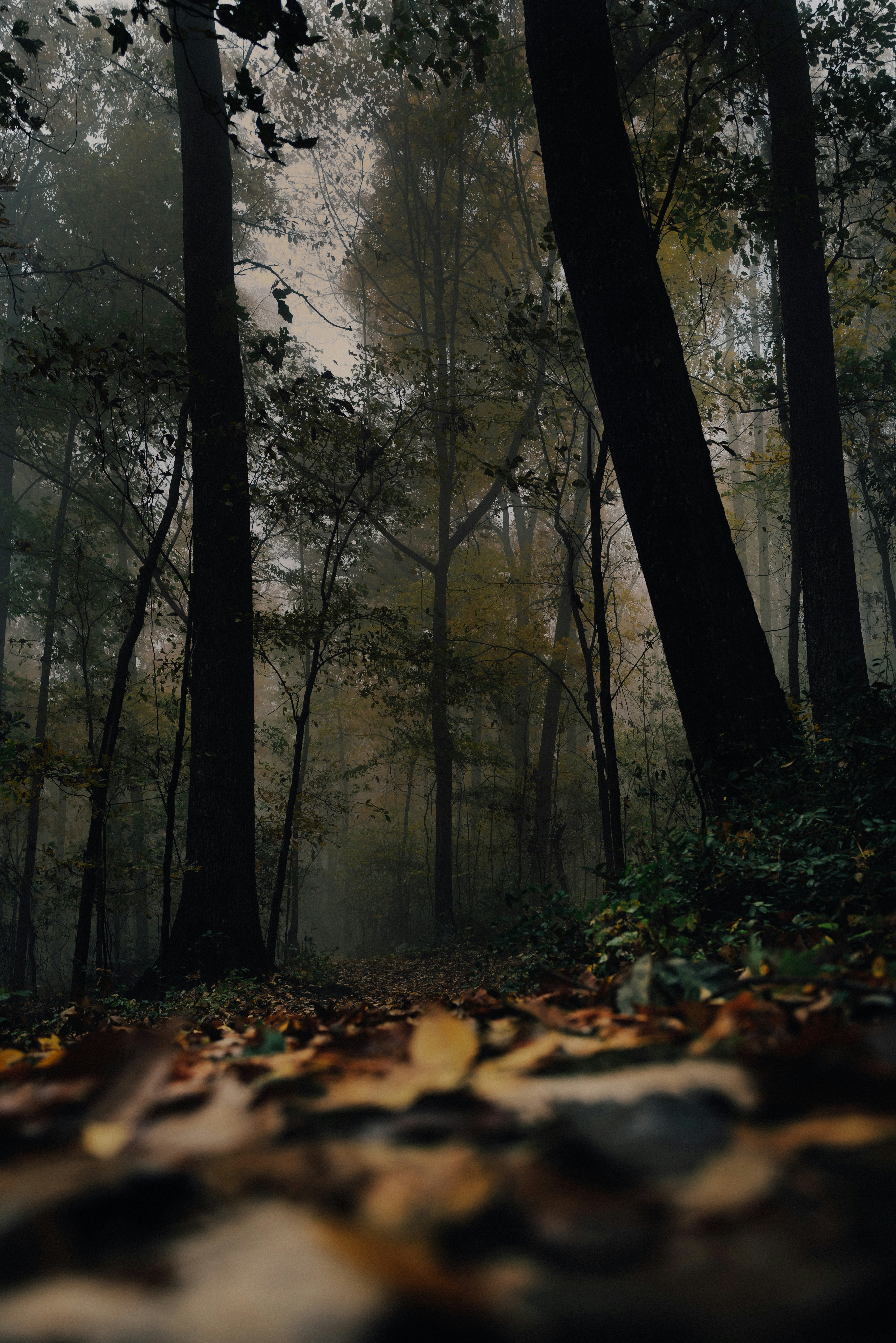 Dark Forest Tumblr Background