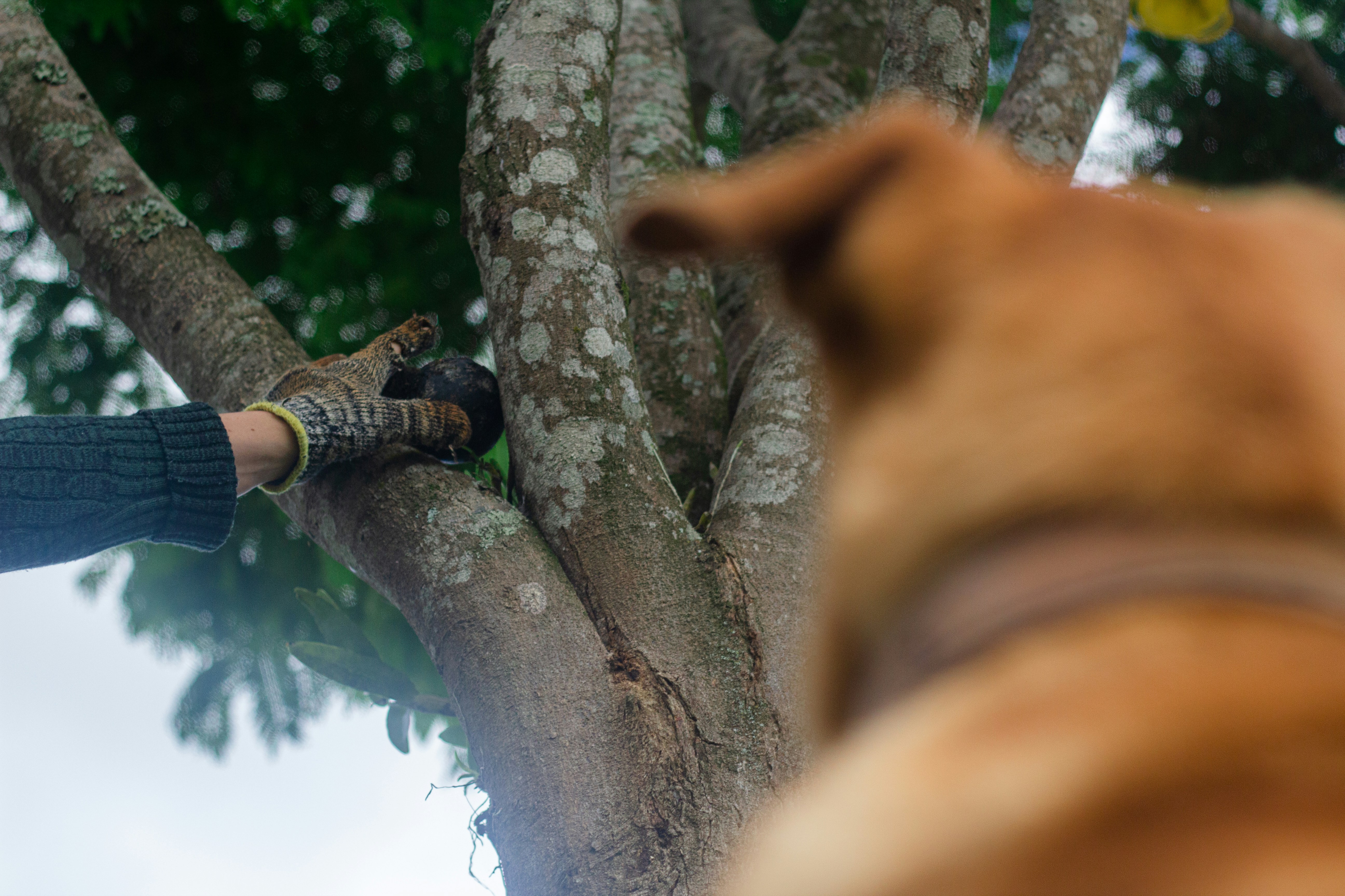 Gloved Hand on Bark: A Park Walk Framed by a Curious, Blurred Dog