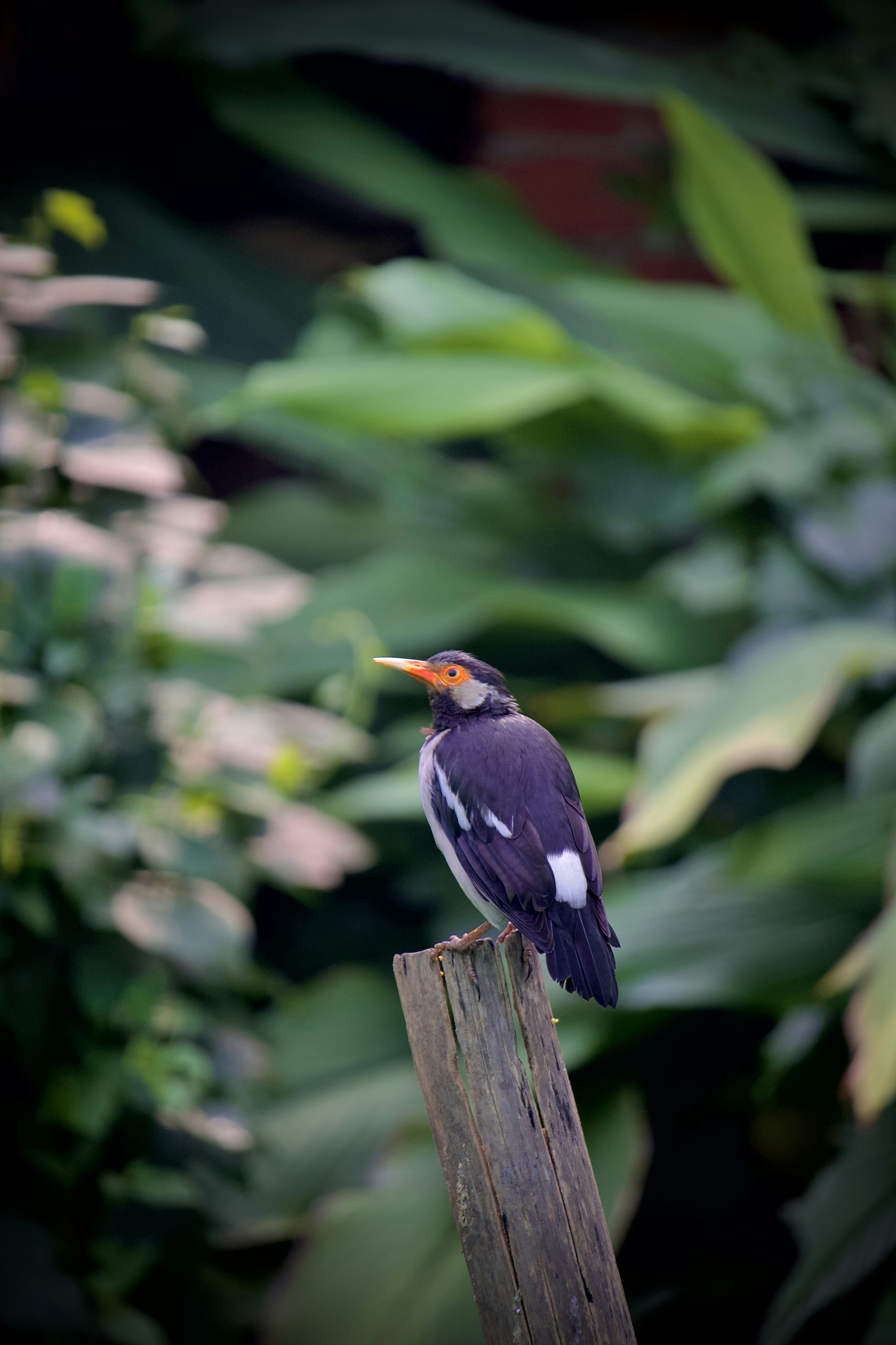 Orange-Beaked Sentinel Perched on a Weathered Post Amid Tropical Foliage