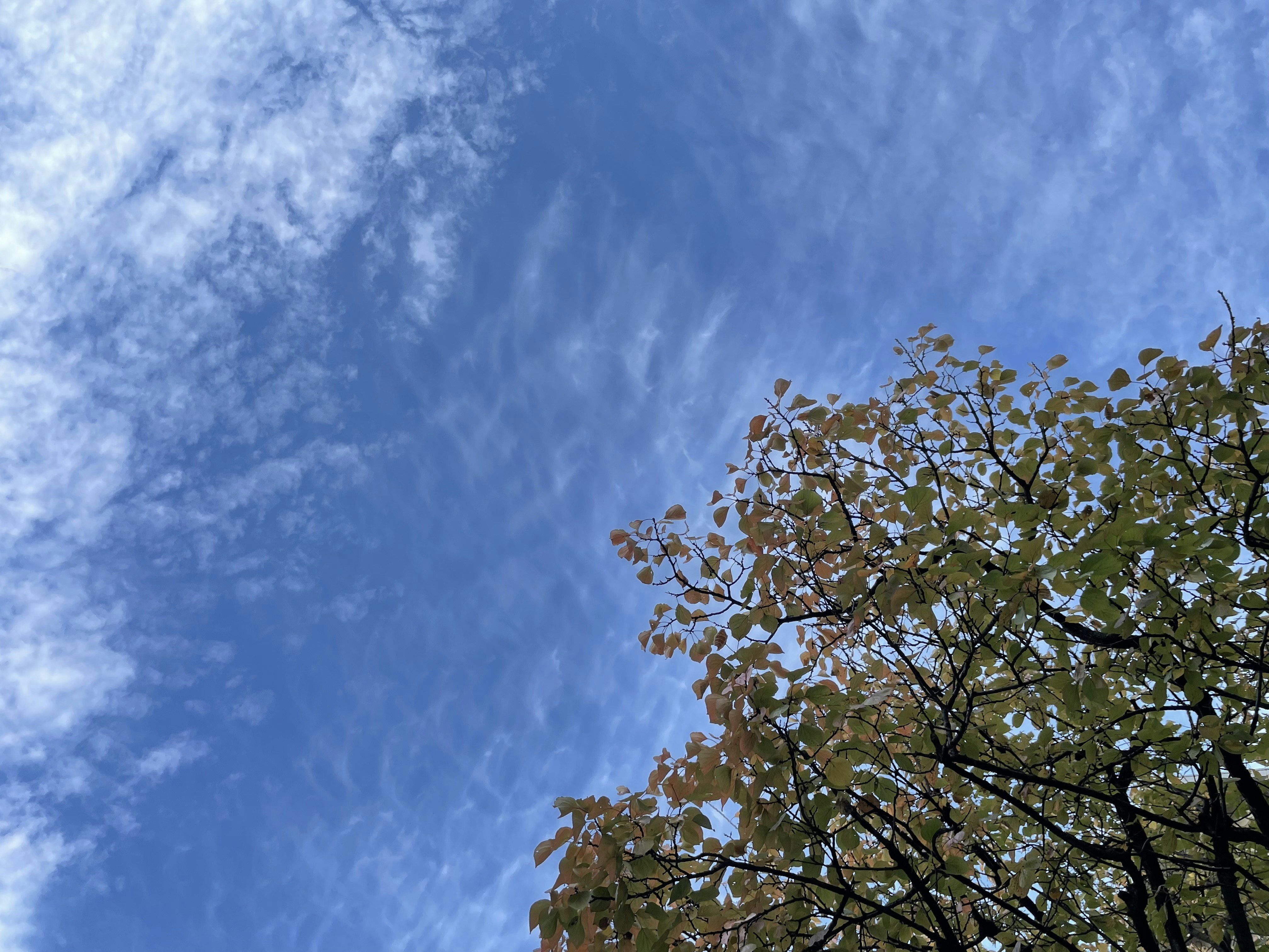 A tree with blue sky and clouds photo – Free Nature Image on Unsplash