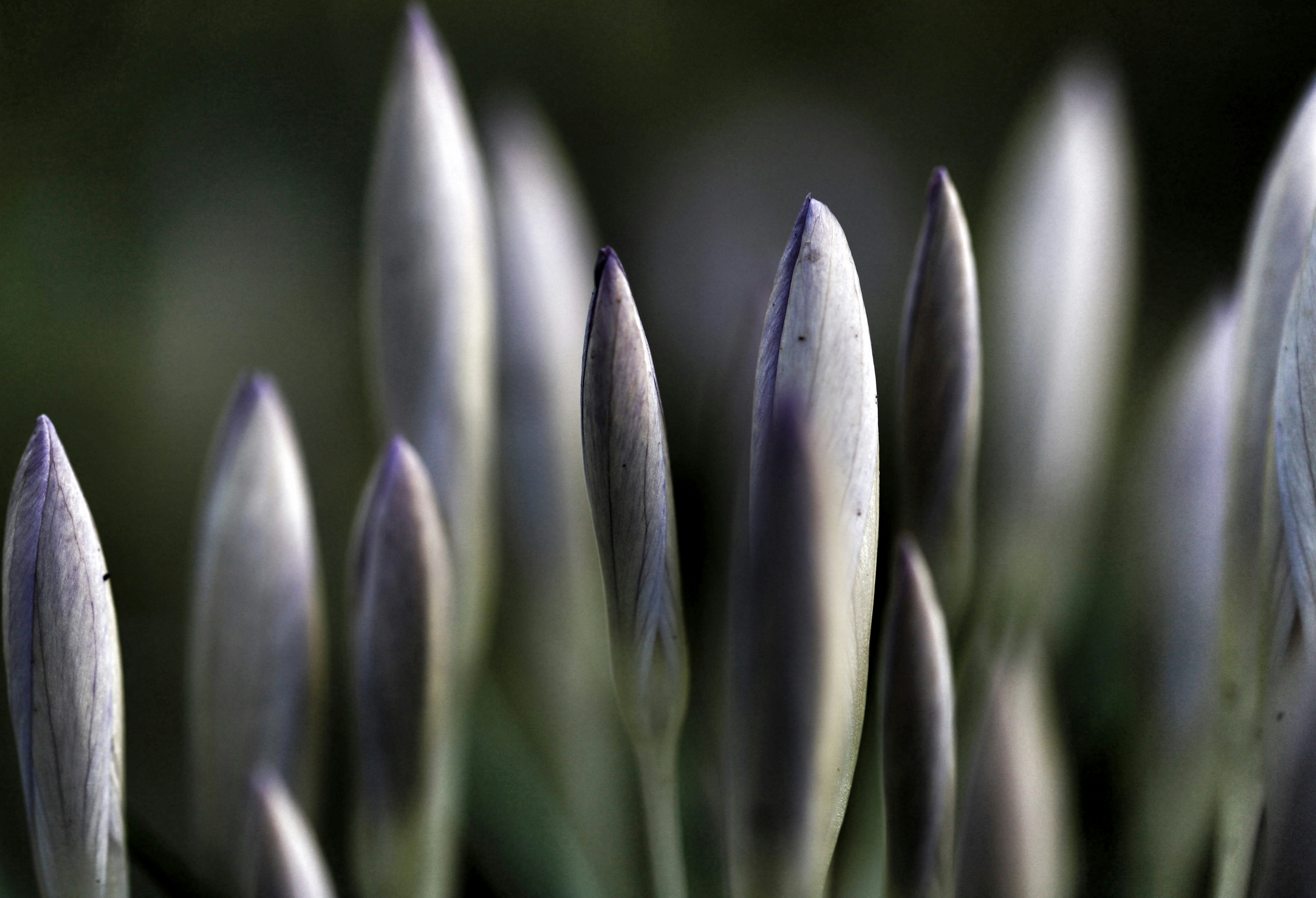 Emerging Buds: A Close-Up Communion of Silvery Green