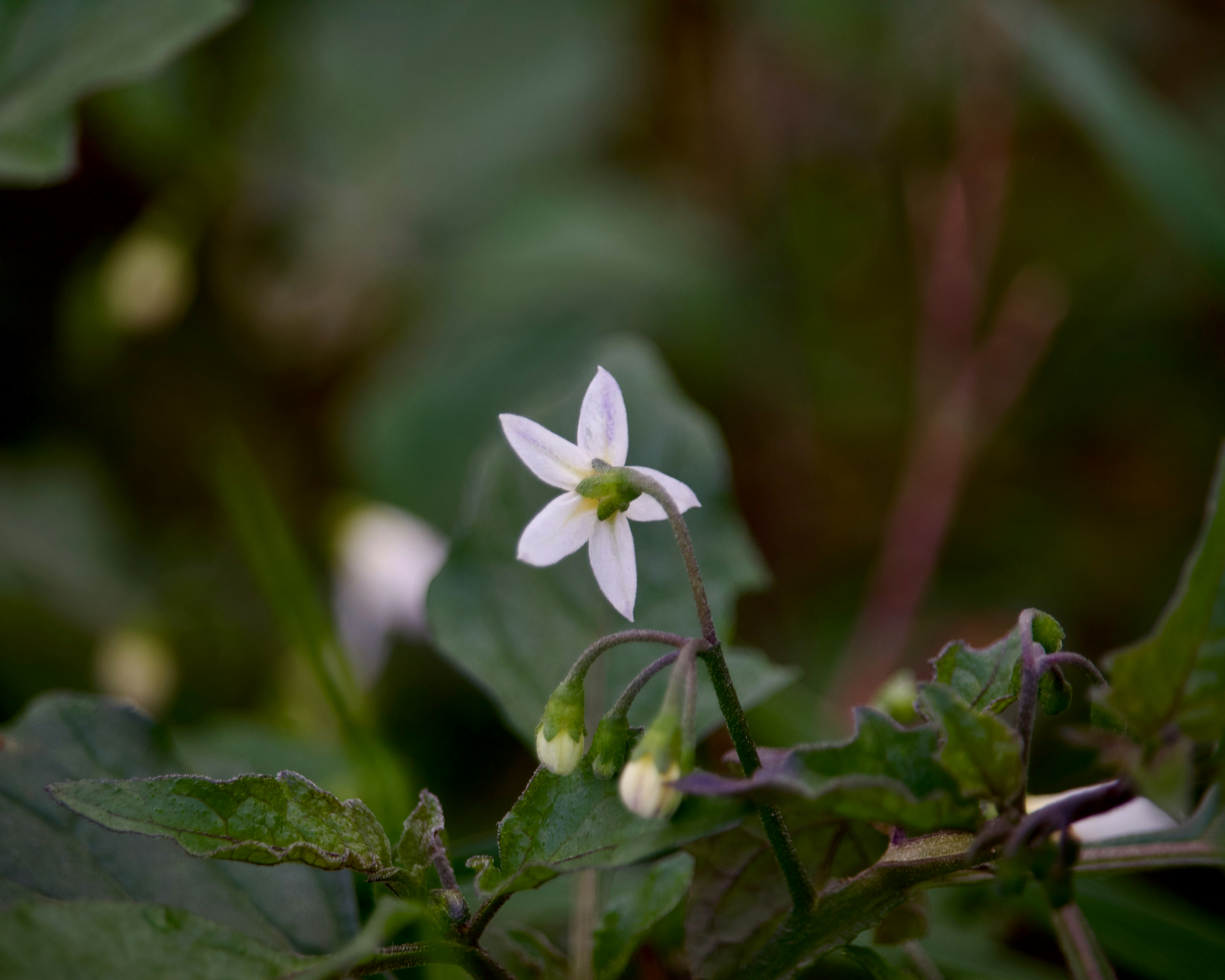 White blossom amid dark-green tendrils in a garden thicket
