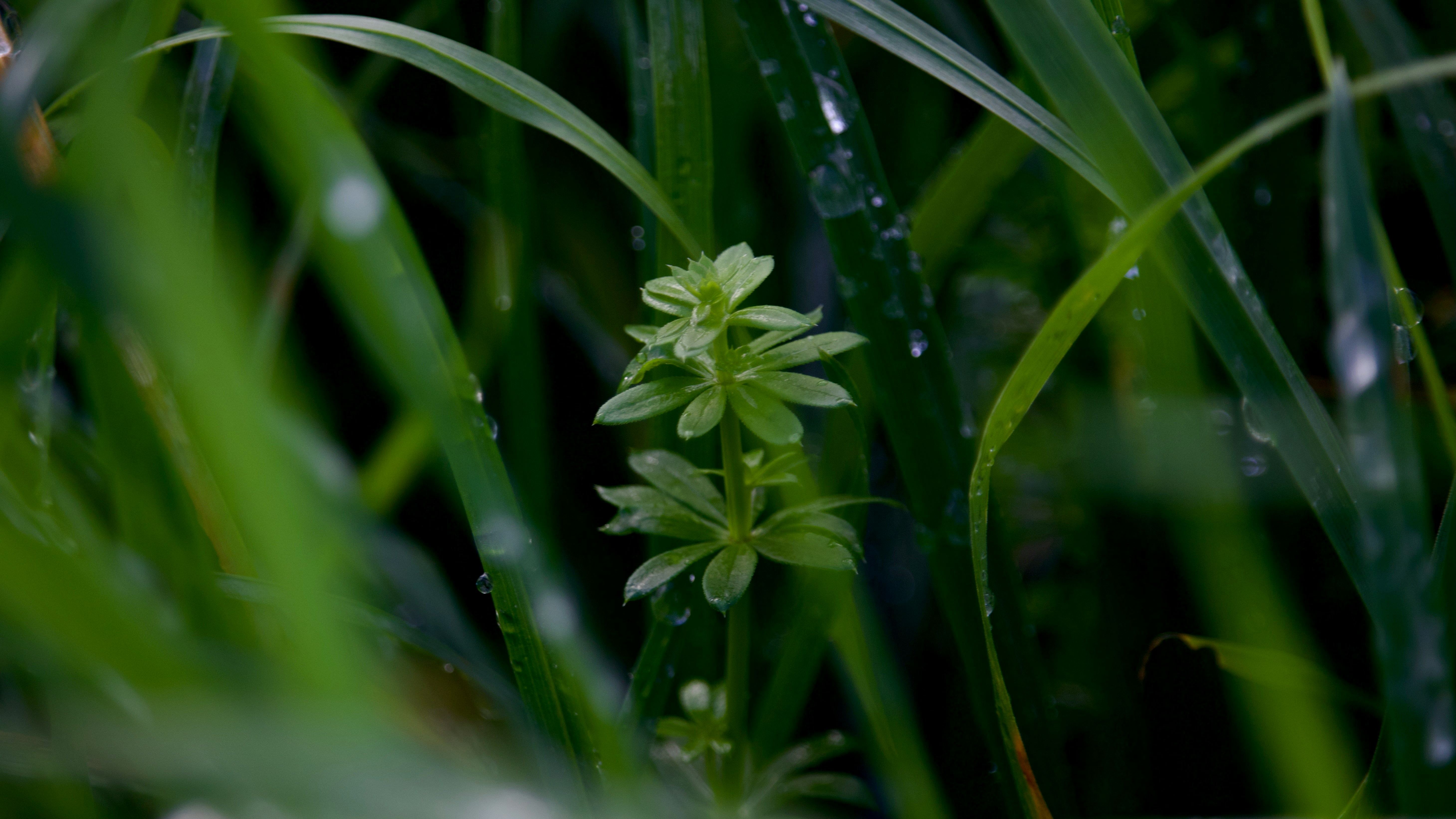 a close up of a plant