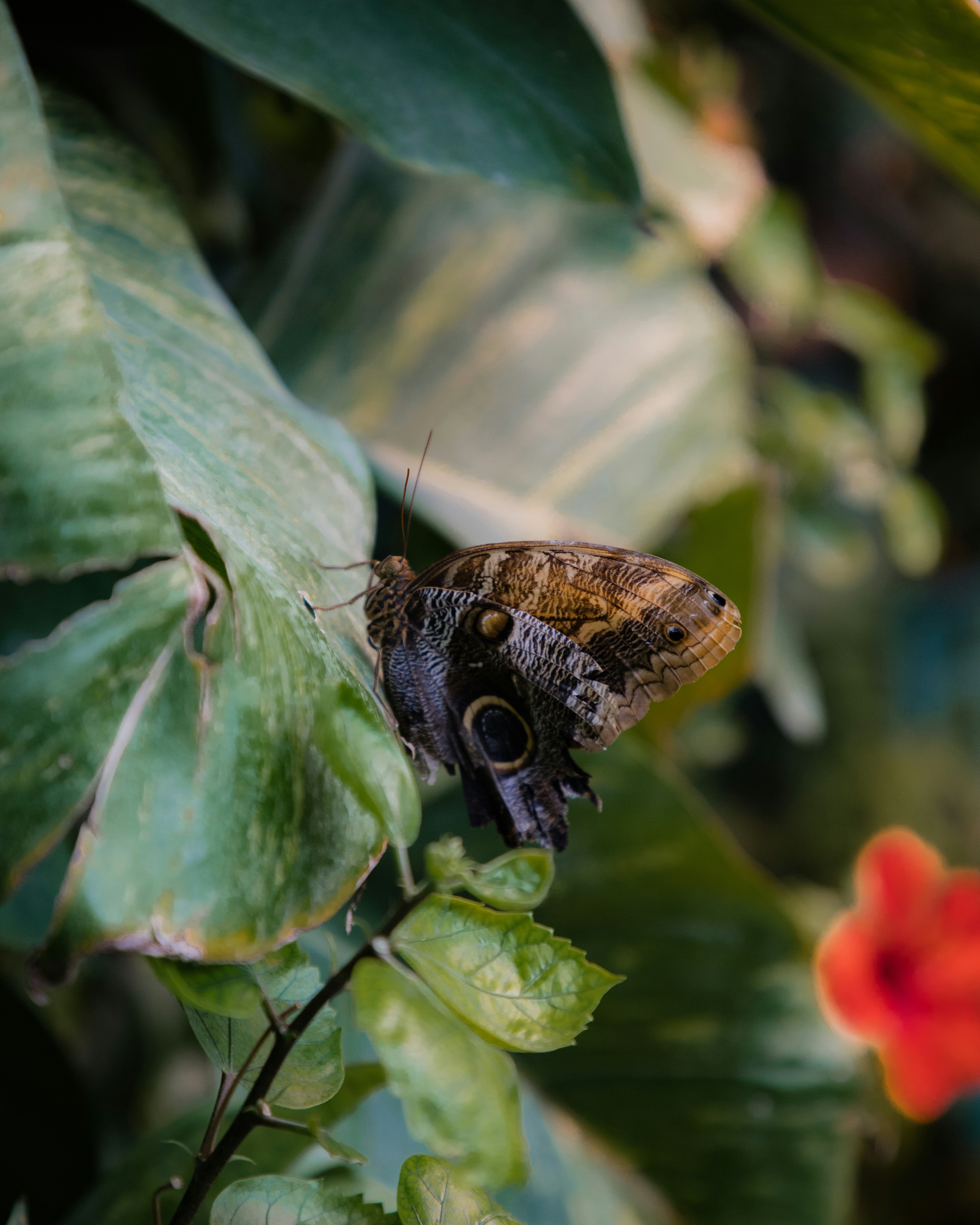 Winged Camouflage: A Peacock Butterfly Perched on Verdant Leaves