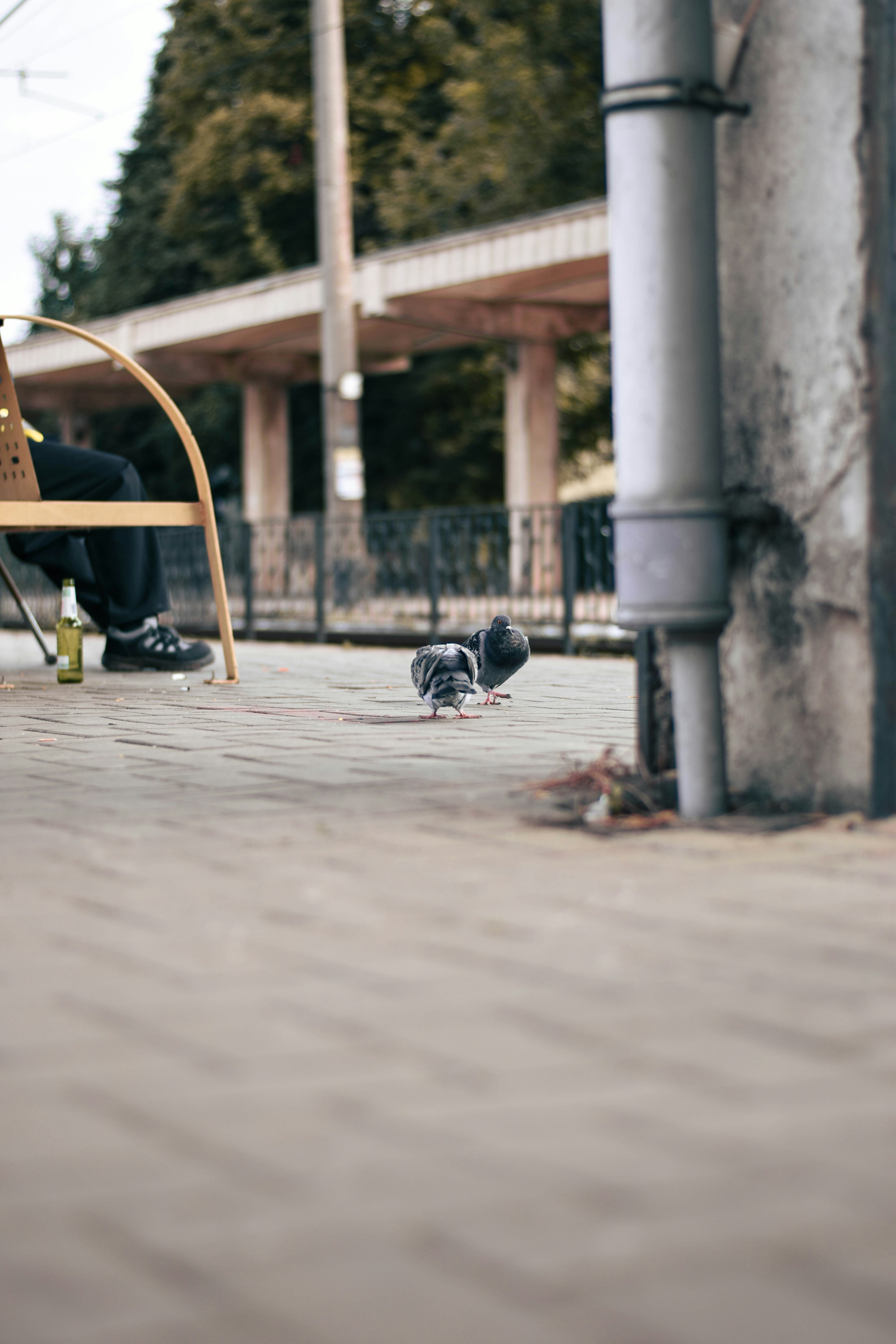Two City Pigeons Pause on a Quiet Plaza Path