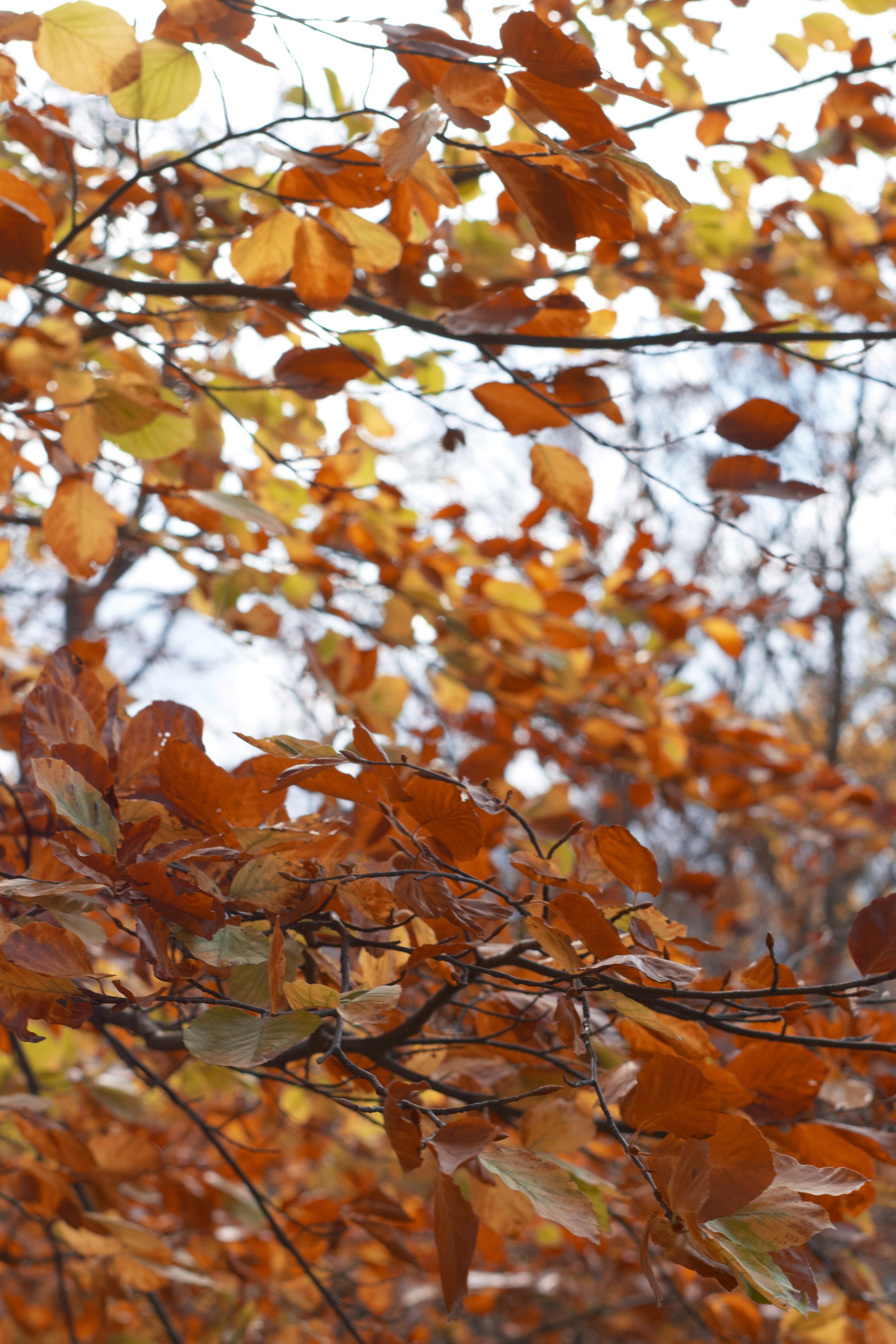 A tree with orange leaves photo – Free Deutschland Image on Unsplash