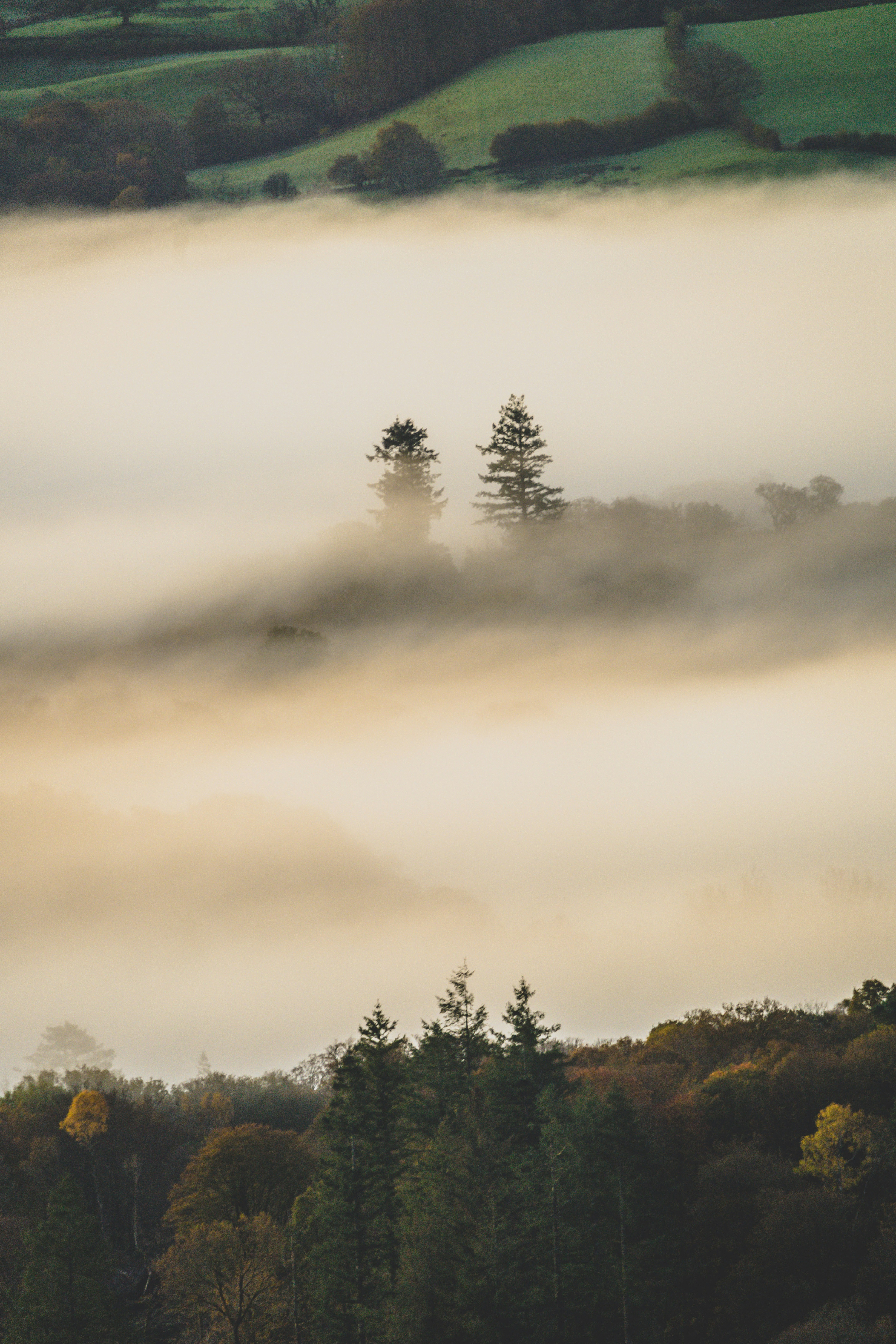Twin Pines Rise From a Sea of Morning Fog
