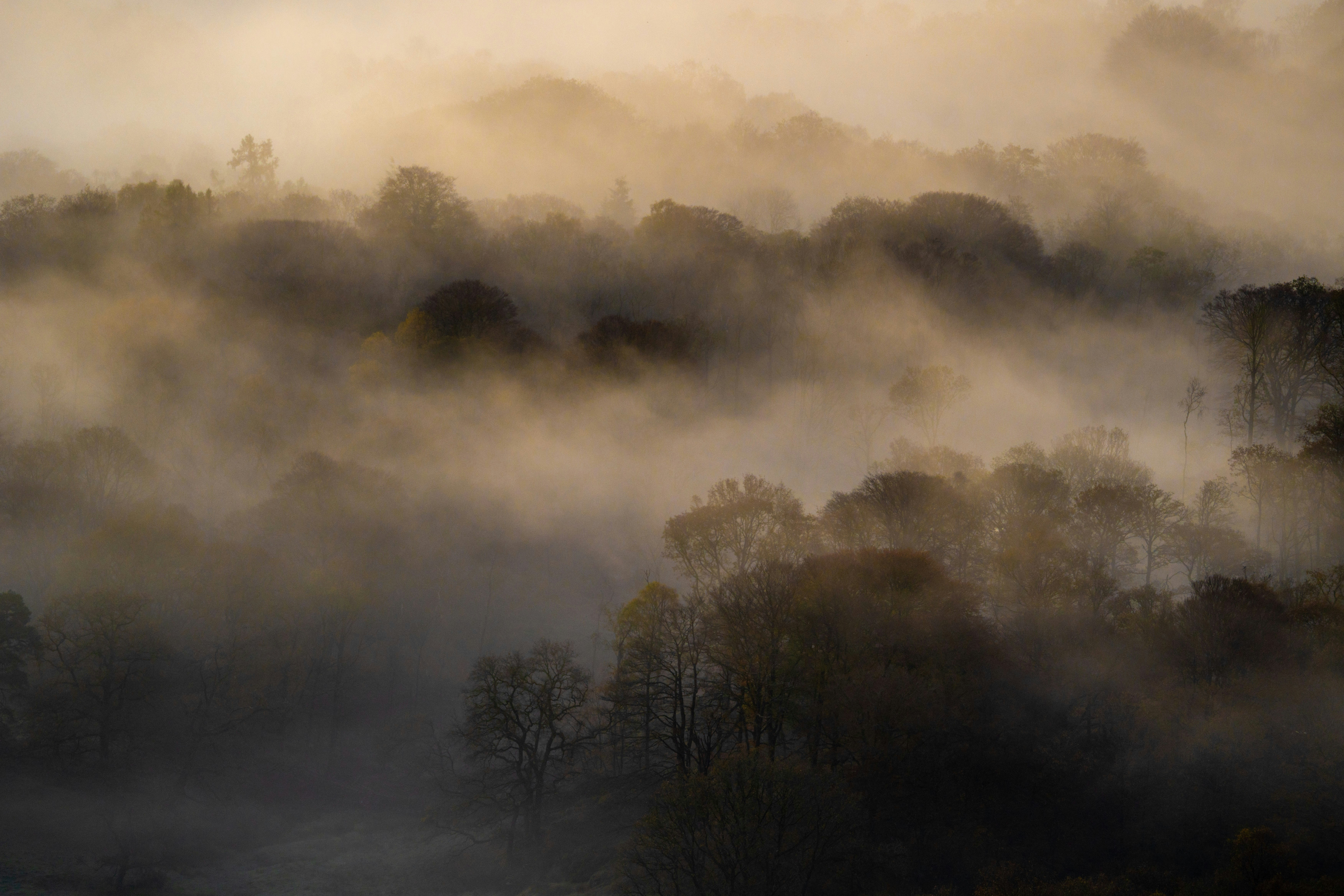 A foggy forest with trees photo – Free Ambleside Image on Unsplash