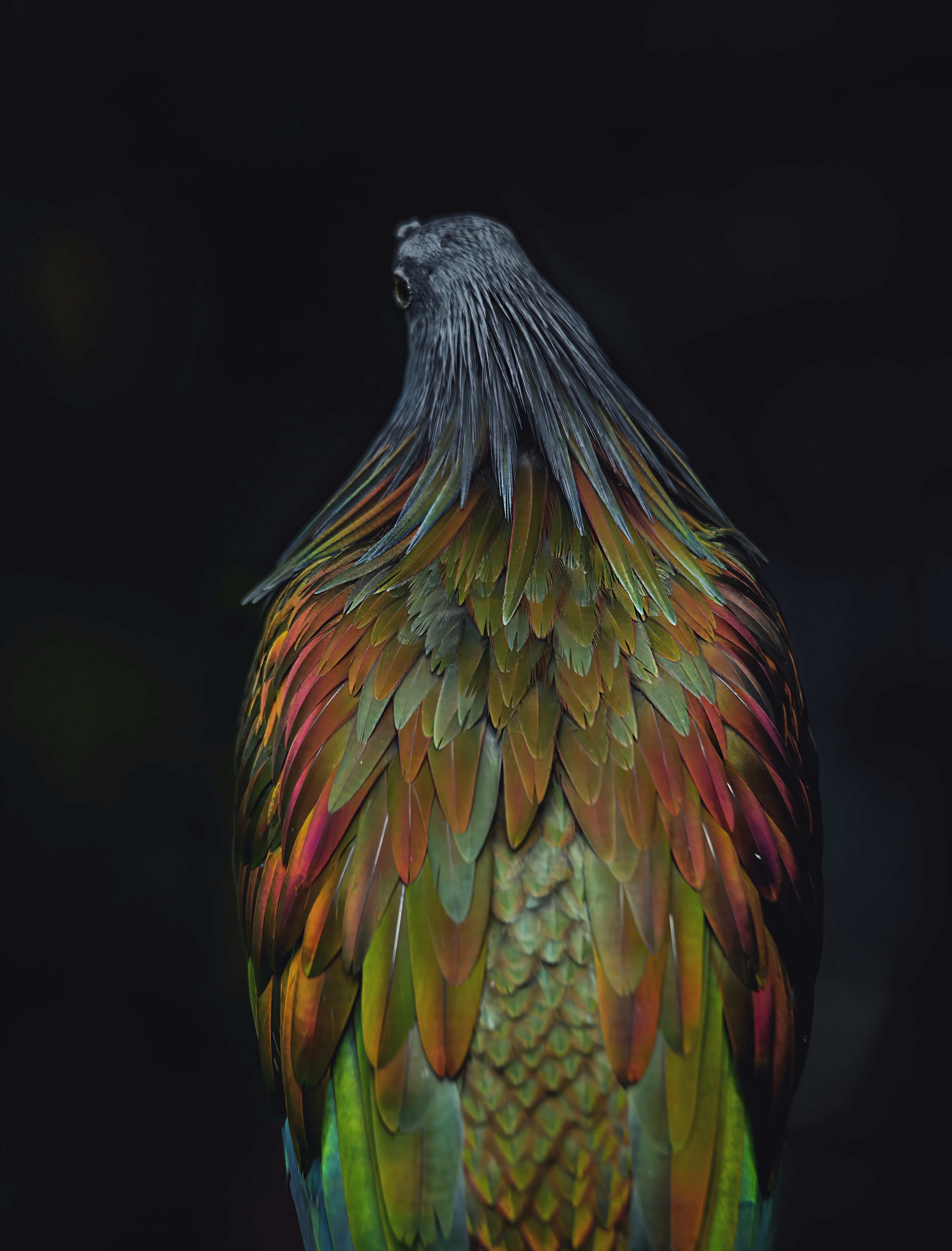 Vibrant feathers of a bird, showcasing a spectrum of colors from green to orange, set against a dark background.