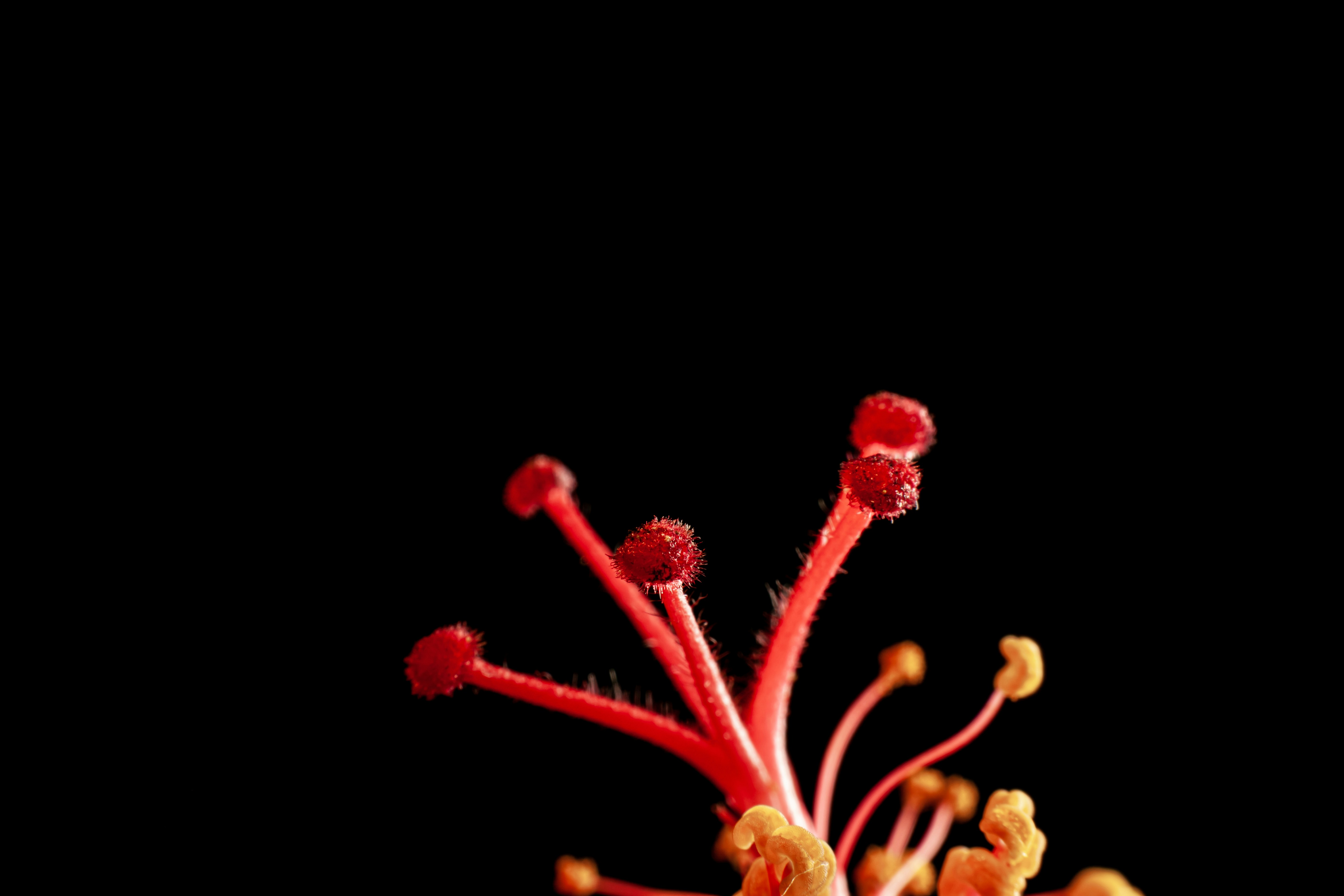 Photo by Ian Talmacs with Canon EOS 5D Mark II